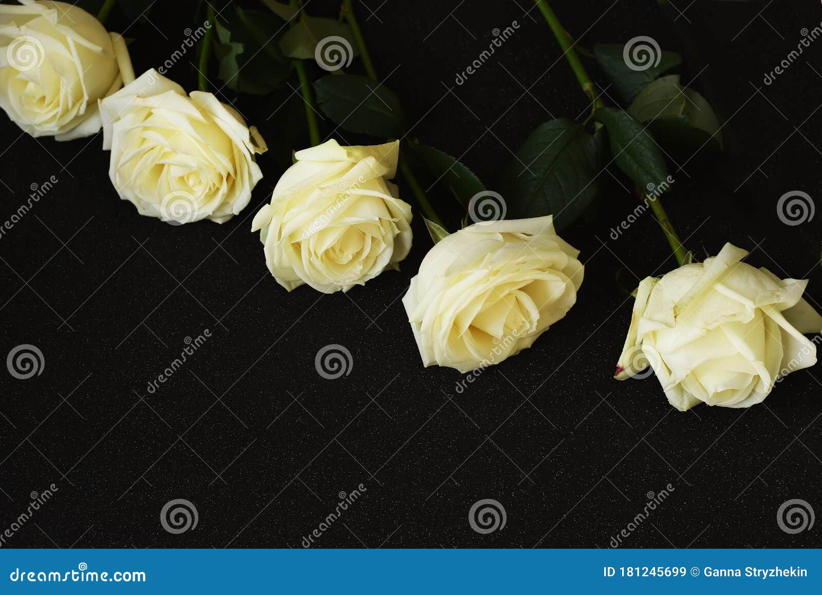 White Roses on a Black Background Stock Image - Image of rose, event ...