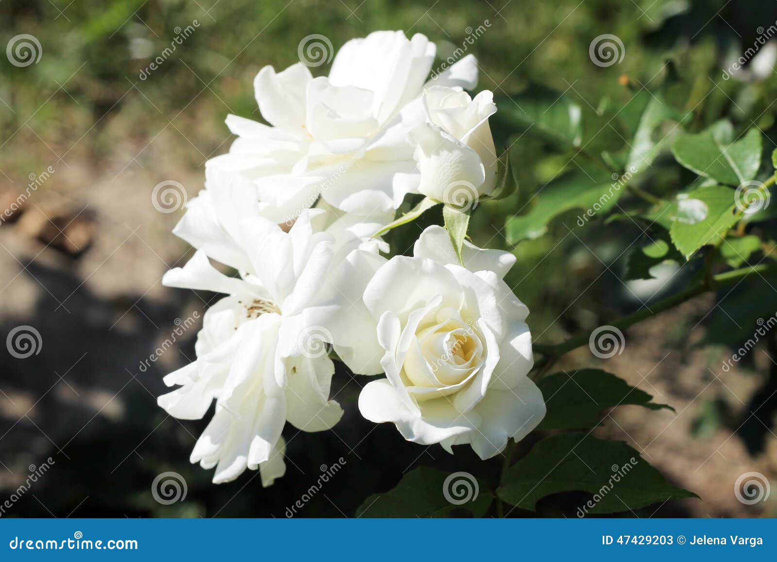 White roses blooming stock image. Image of garden, valentines - 47429203
