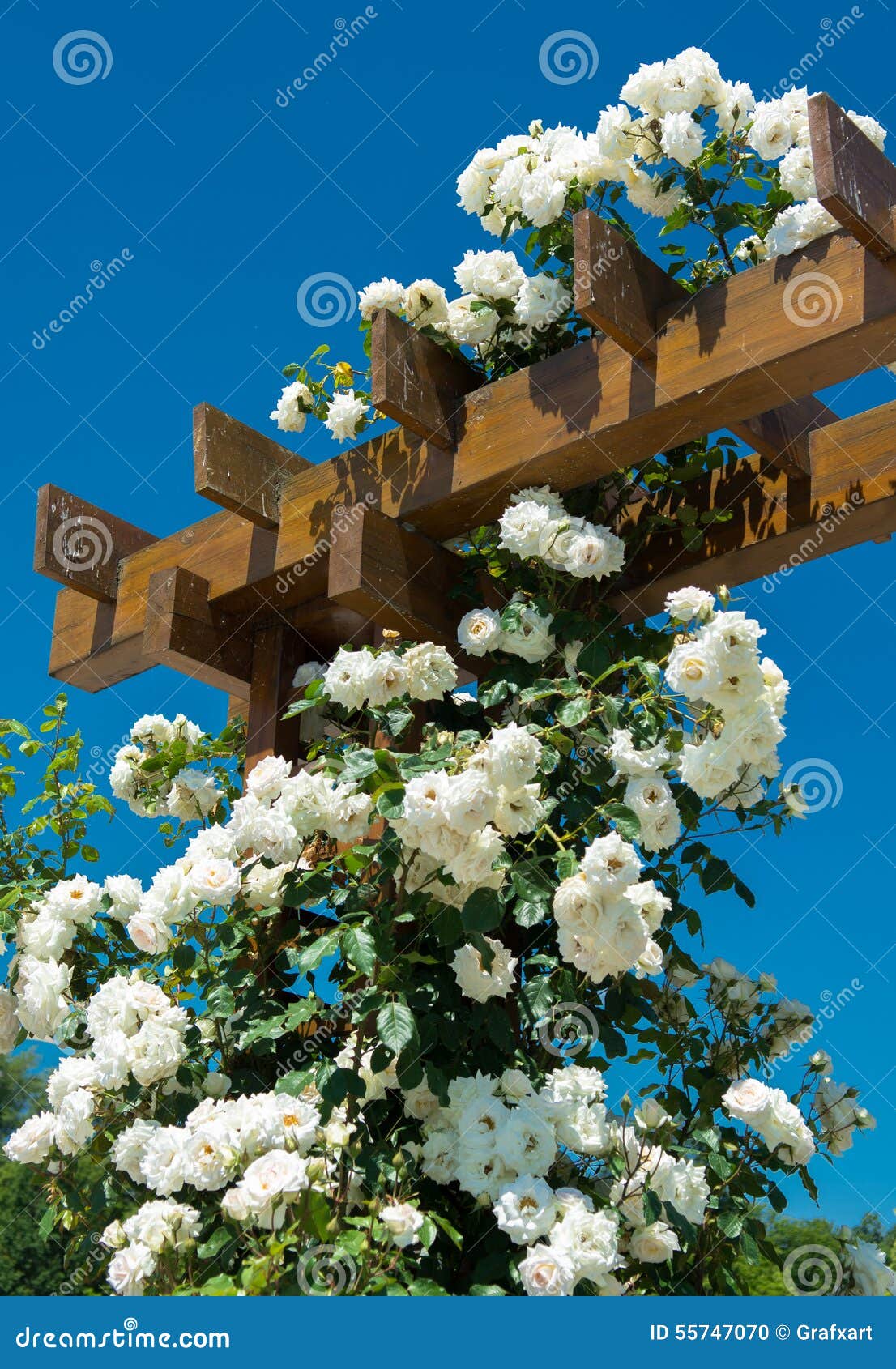 White Roses stock photo. Image of white, climbing, nature - 55747070