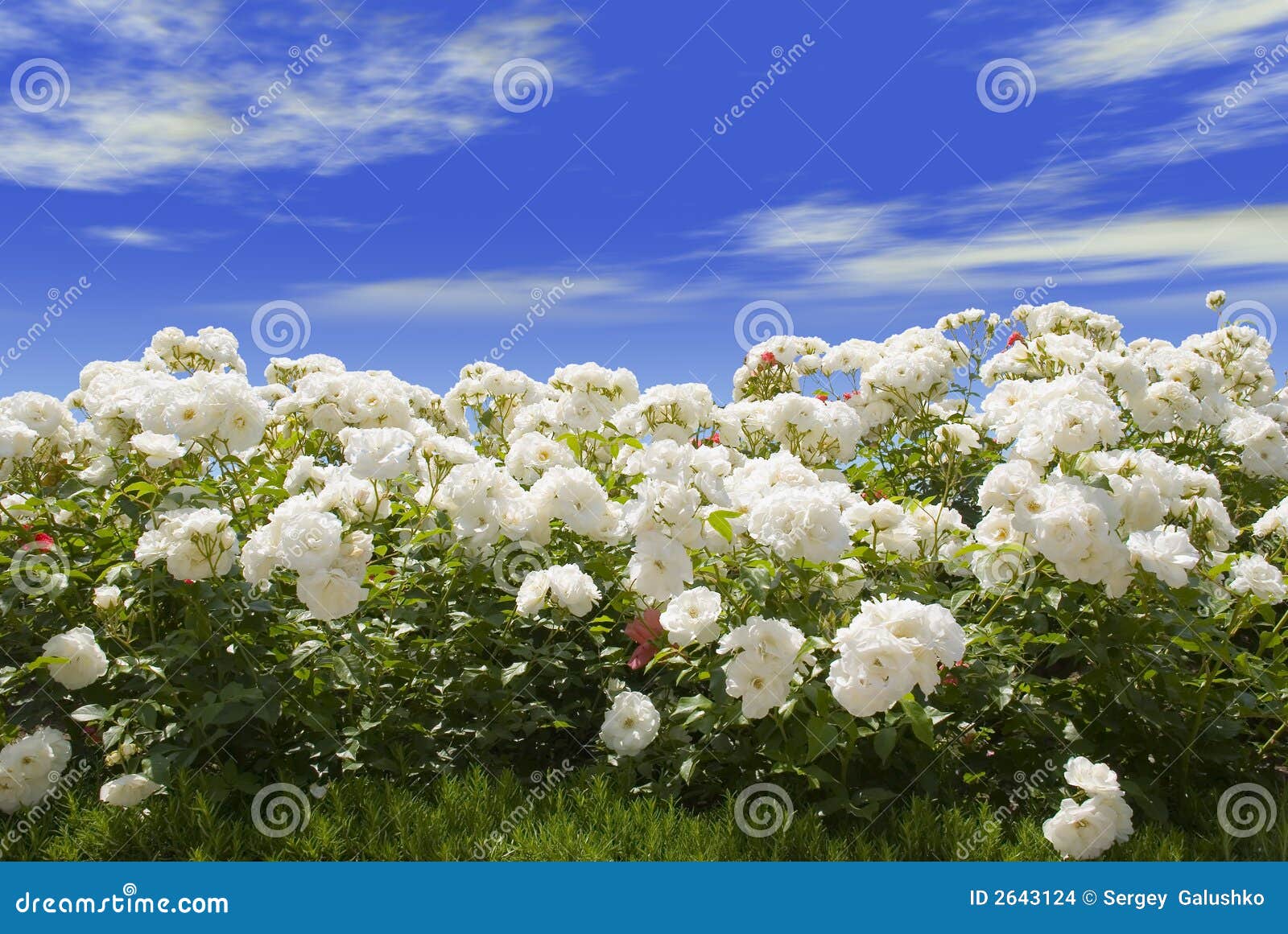 Natural Sky Blue Roses