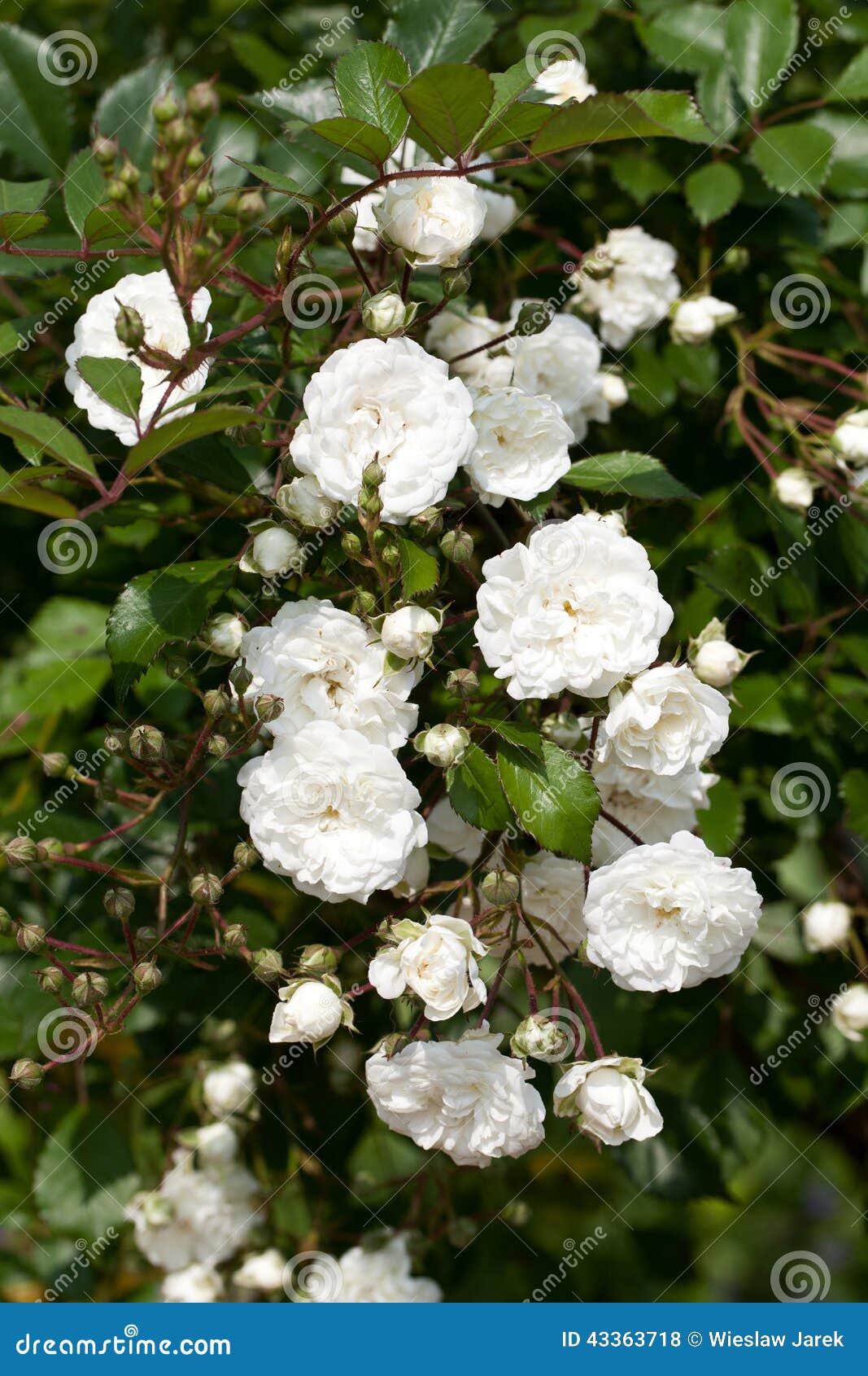 White Roses stock photo. Image of color, bloom, detail - 43363718