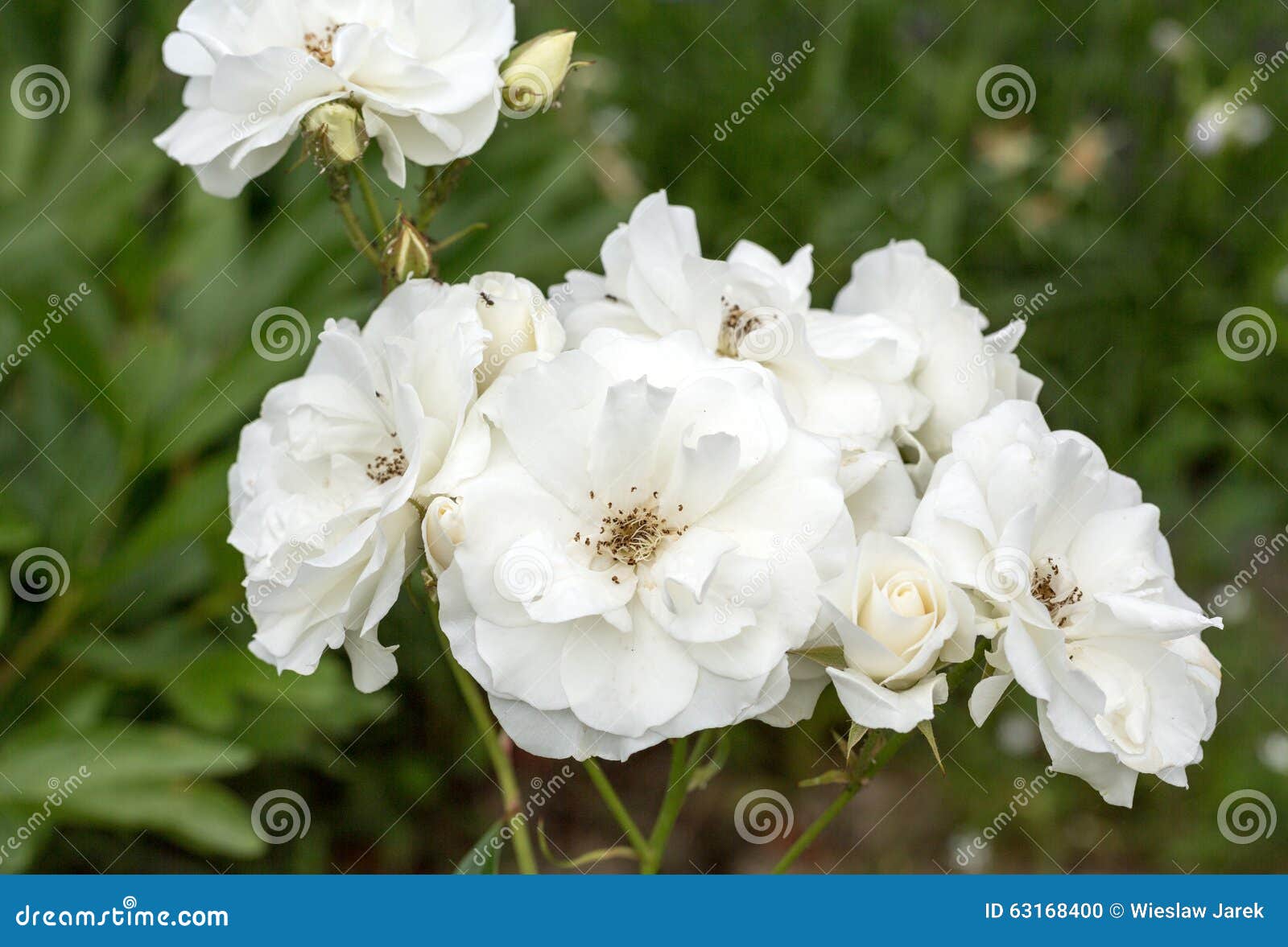 White Roses on the Branch in the Garden Stock Photo - Image of ...