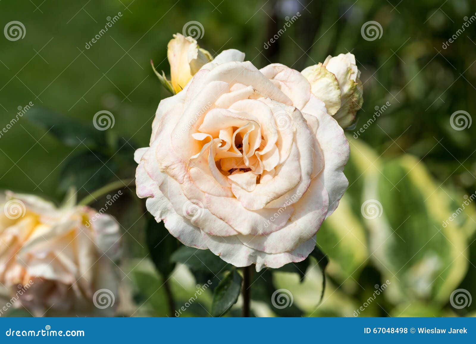 White Roses stock photo. Image of garden, background - 67048498