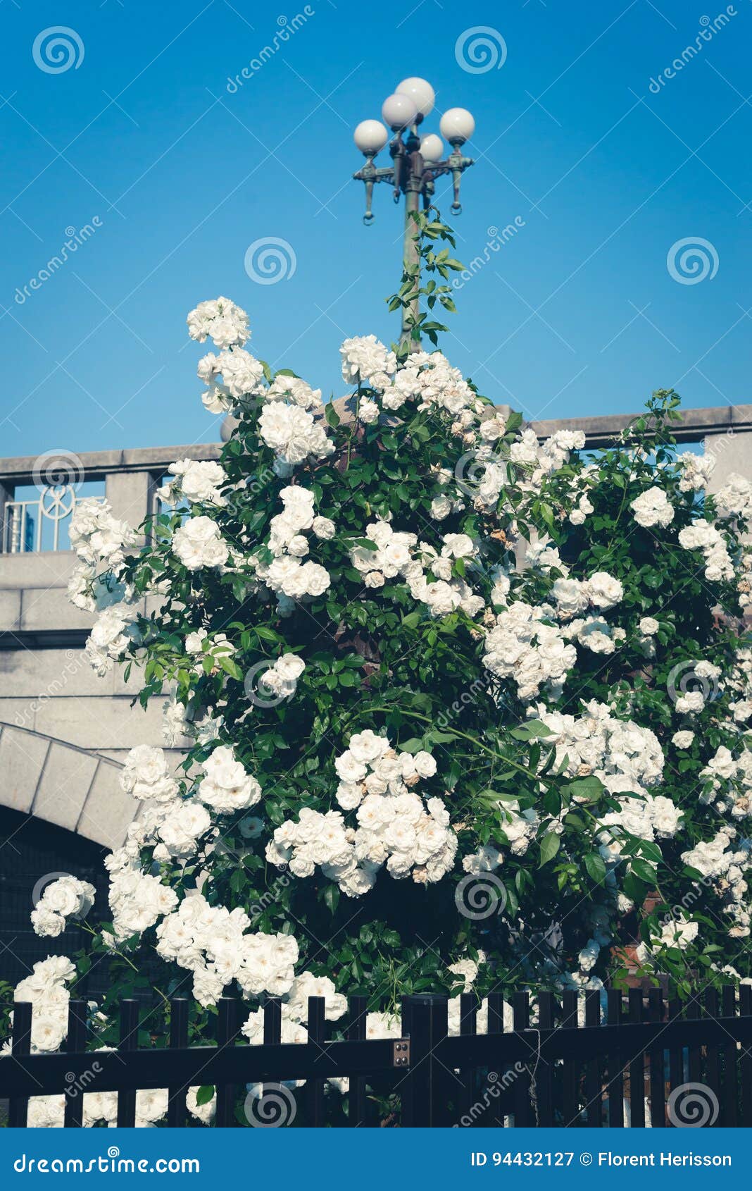 White Roses and Bridge stock image. Image of flower, fleur - 94432127