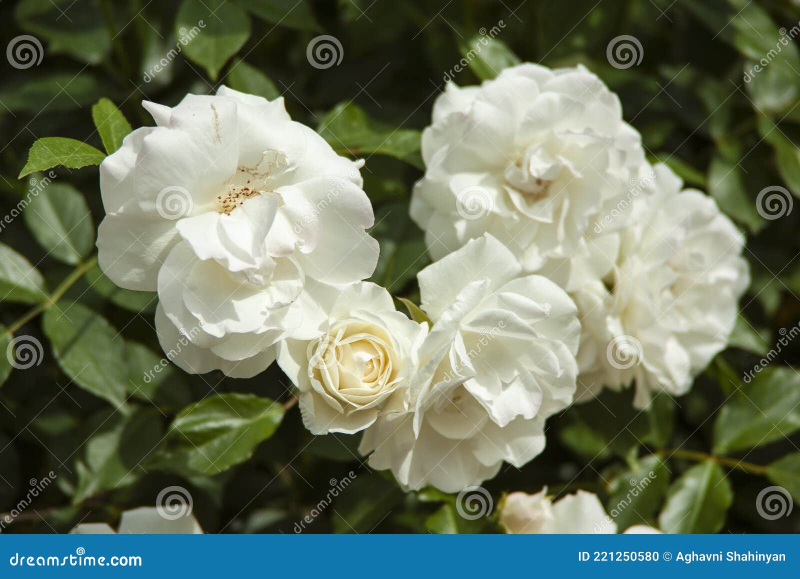 White roses bush in garden stock photo. Image of beauty - 221250580