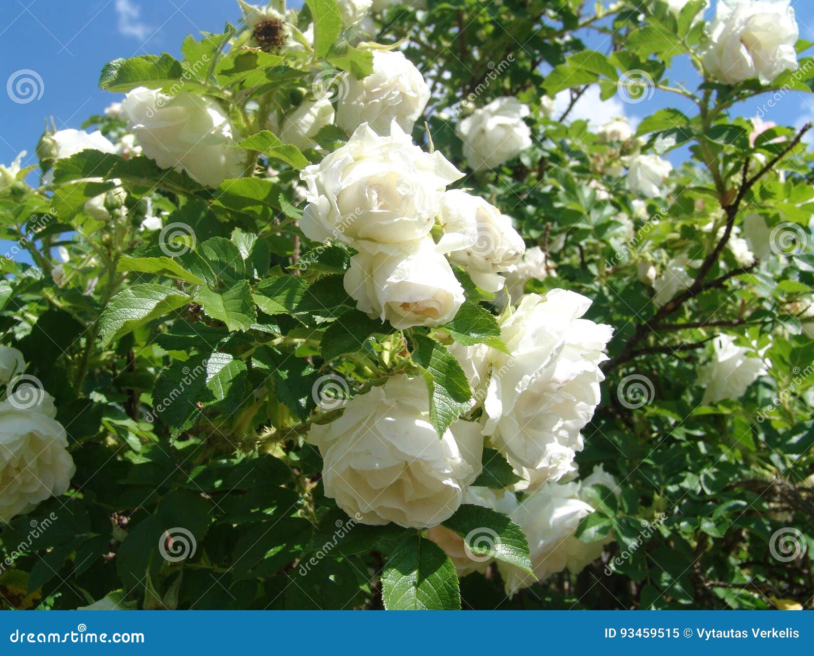White Roses Bush in the Garden Stock Image - Image of poetic, flowers ...