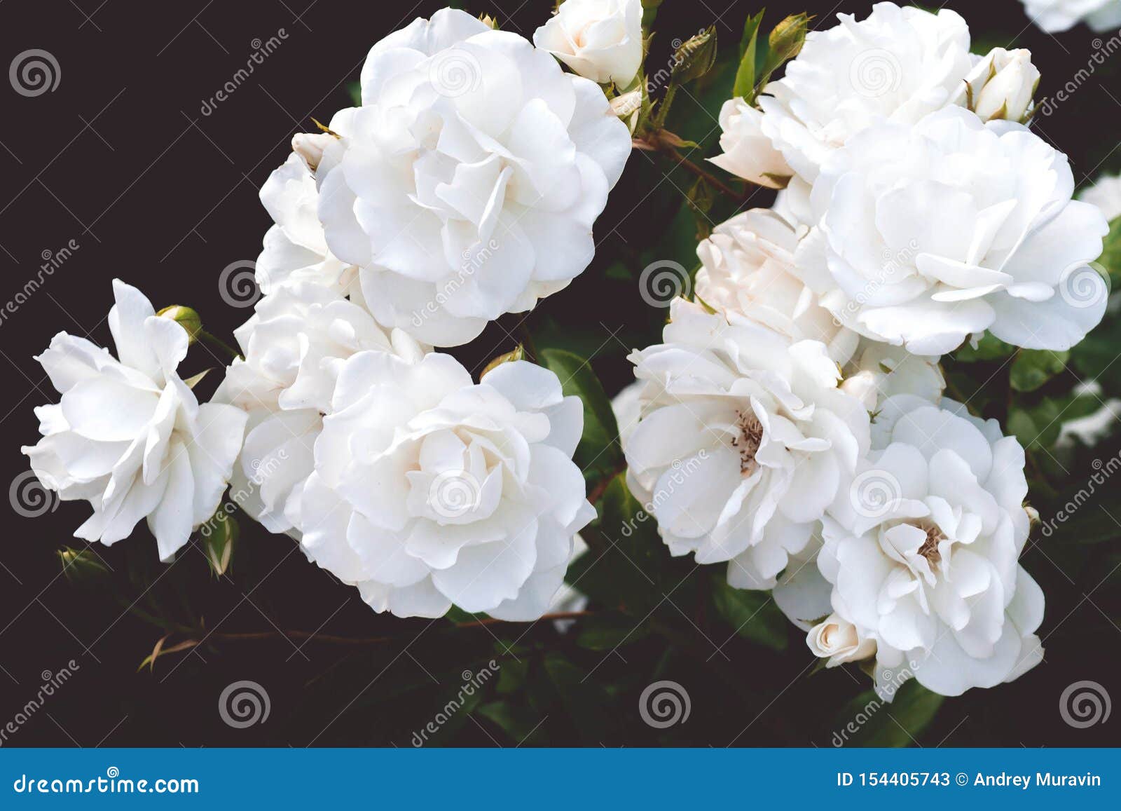 White roses on a bush stock image. Image of nature, rose - 154405743