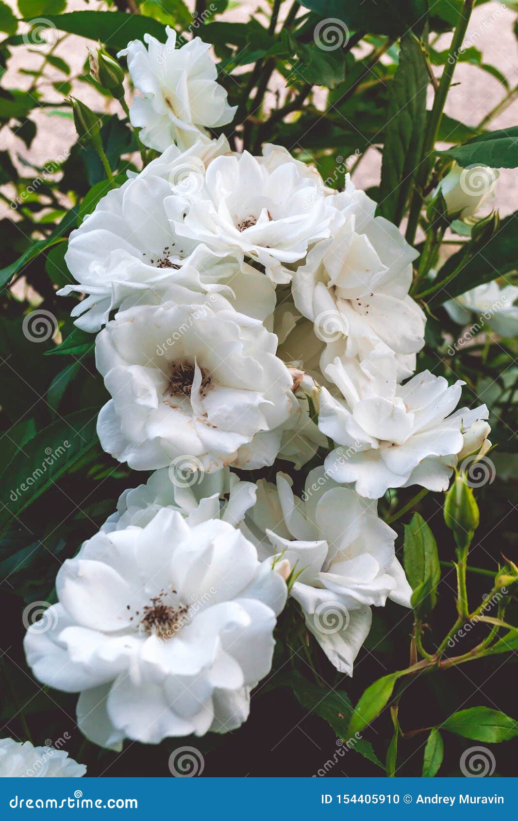White roses on a bush stock photo. Image of botany, flower - 154405910