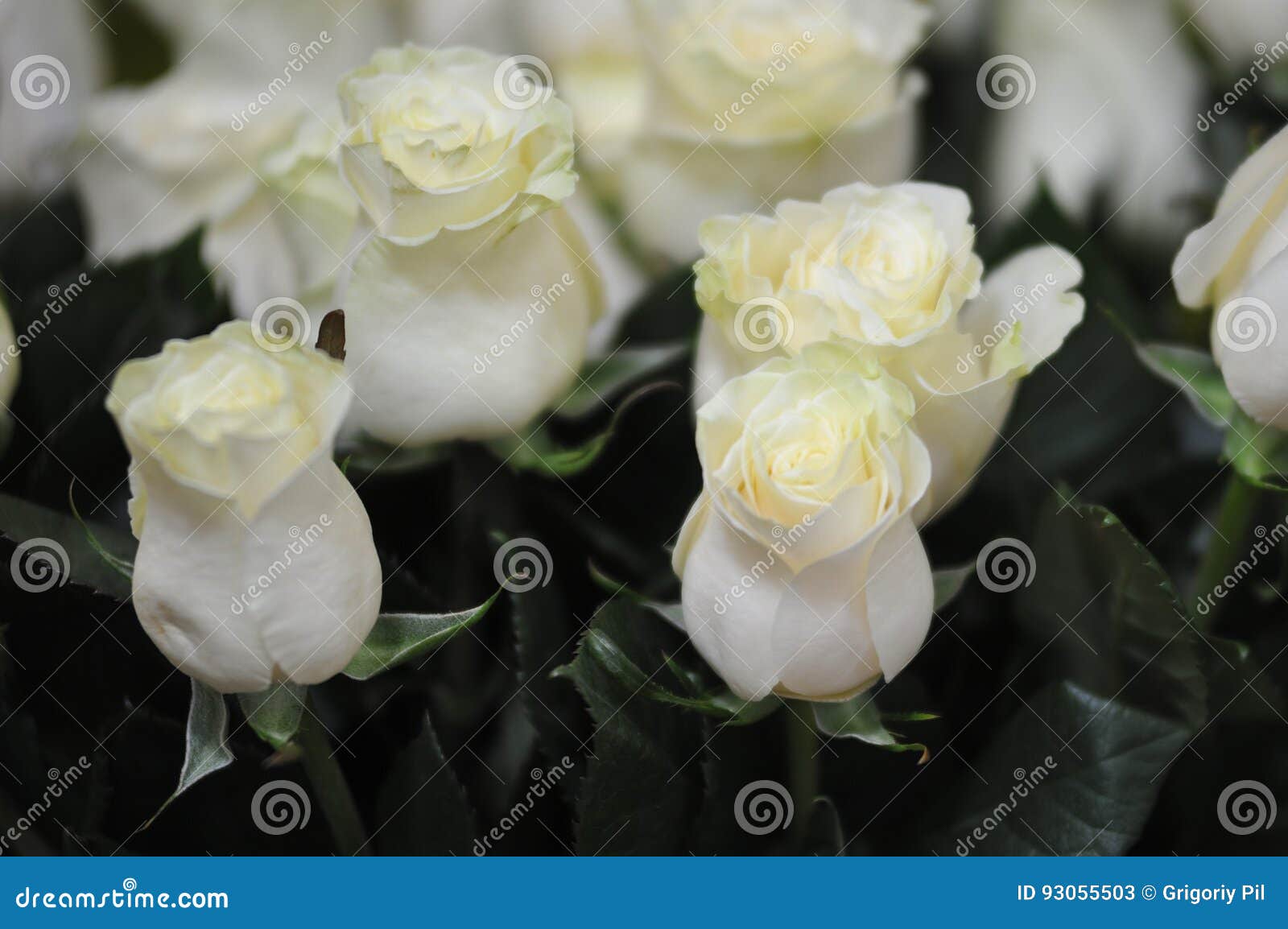 White roses stock image. Image of passion, arrangement - 93055503