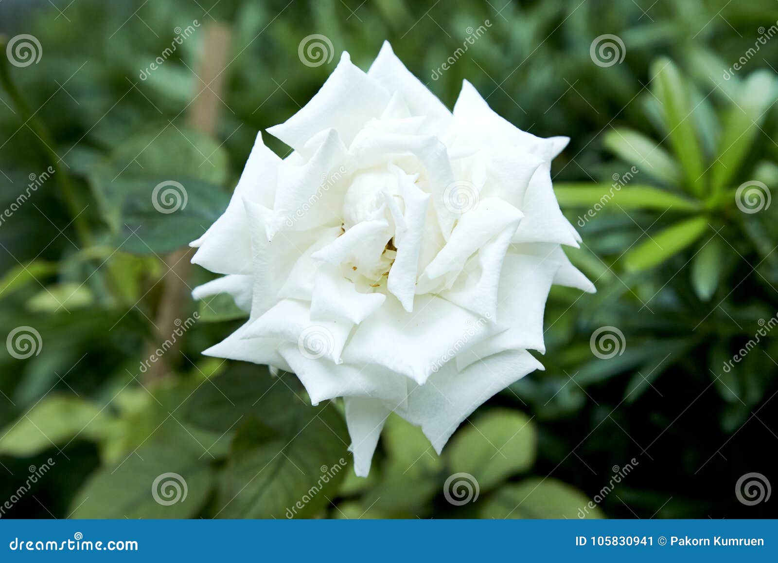 White Roses Decorated in Backyard Stock Image - Image of design ...