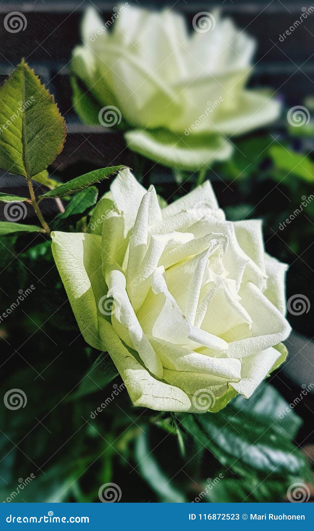 Flower stock image. Image of white, green, rose, beauty - 116872523