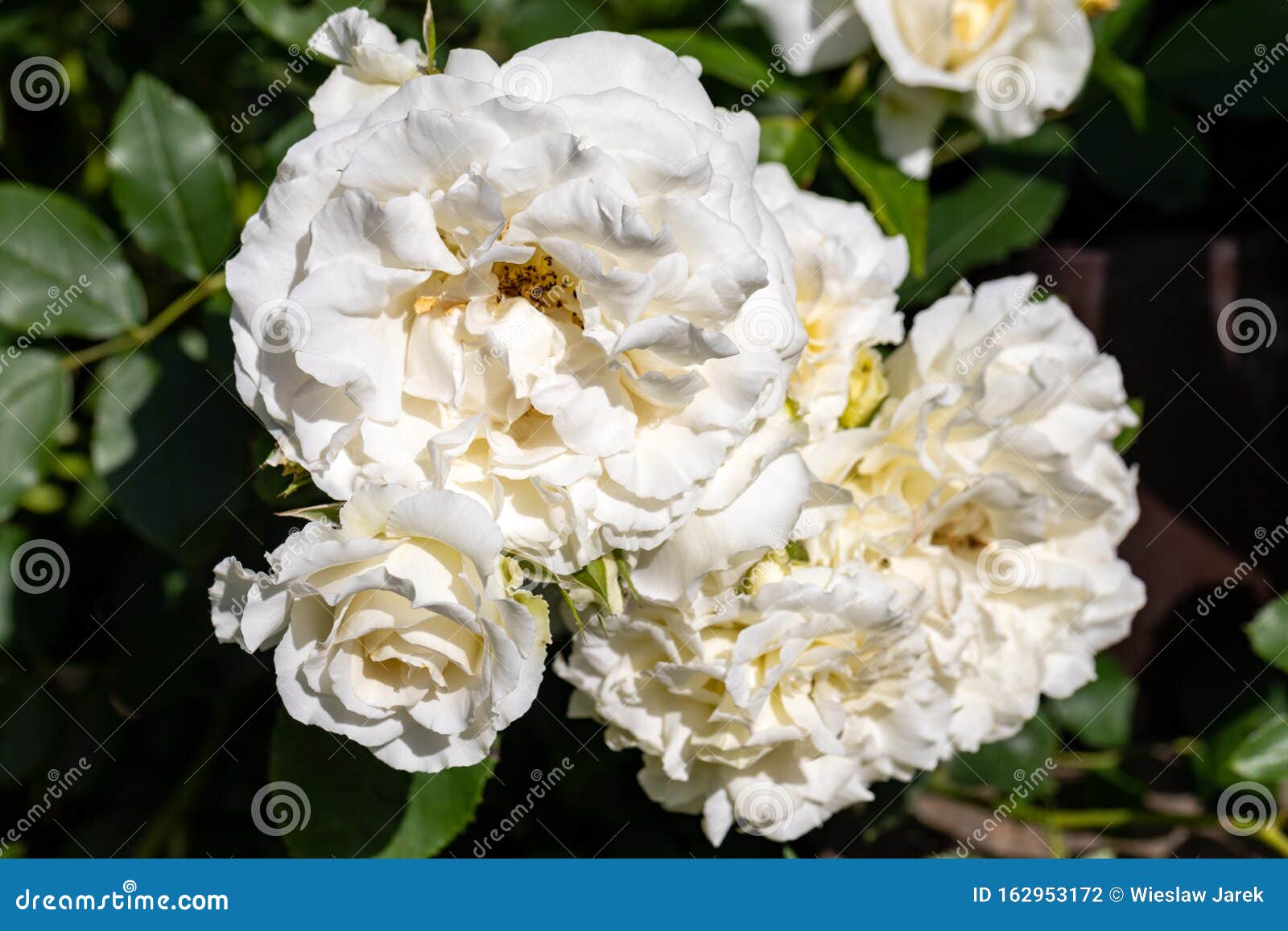 White Roses Flowers on the Branch in the Garden. Stock Photo - Image of ...