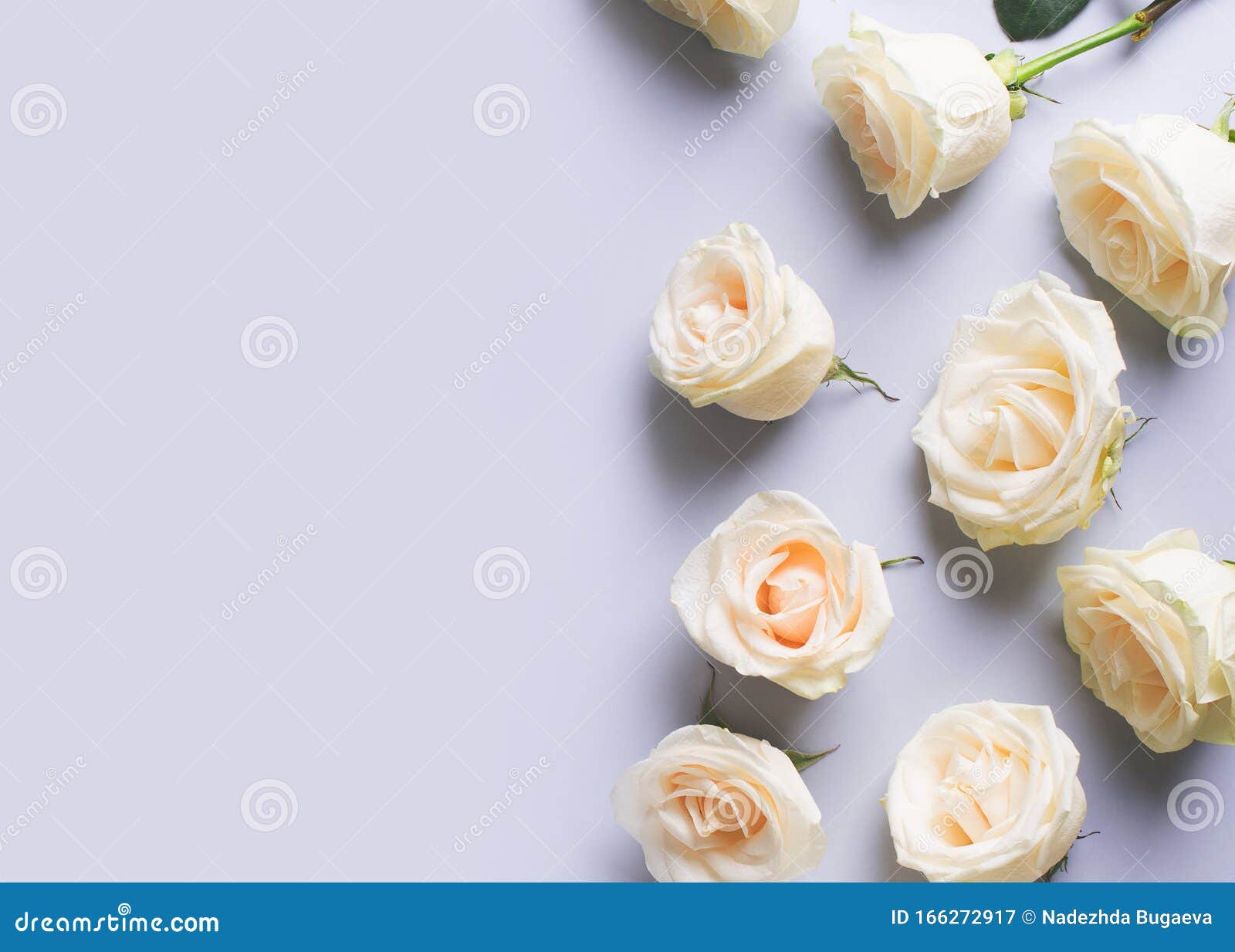 White Roses Frame Flat Lay on Blue Background Stock Image - Image of ...