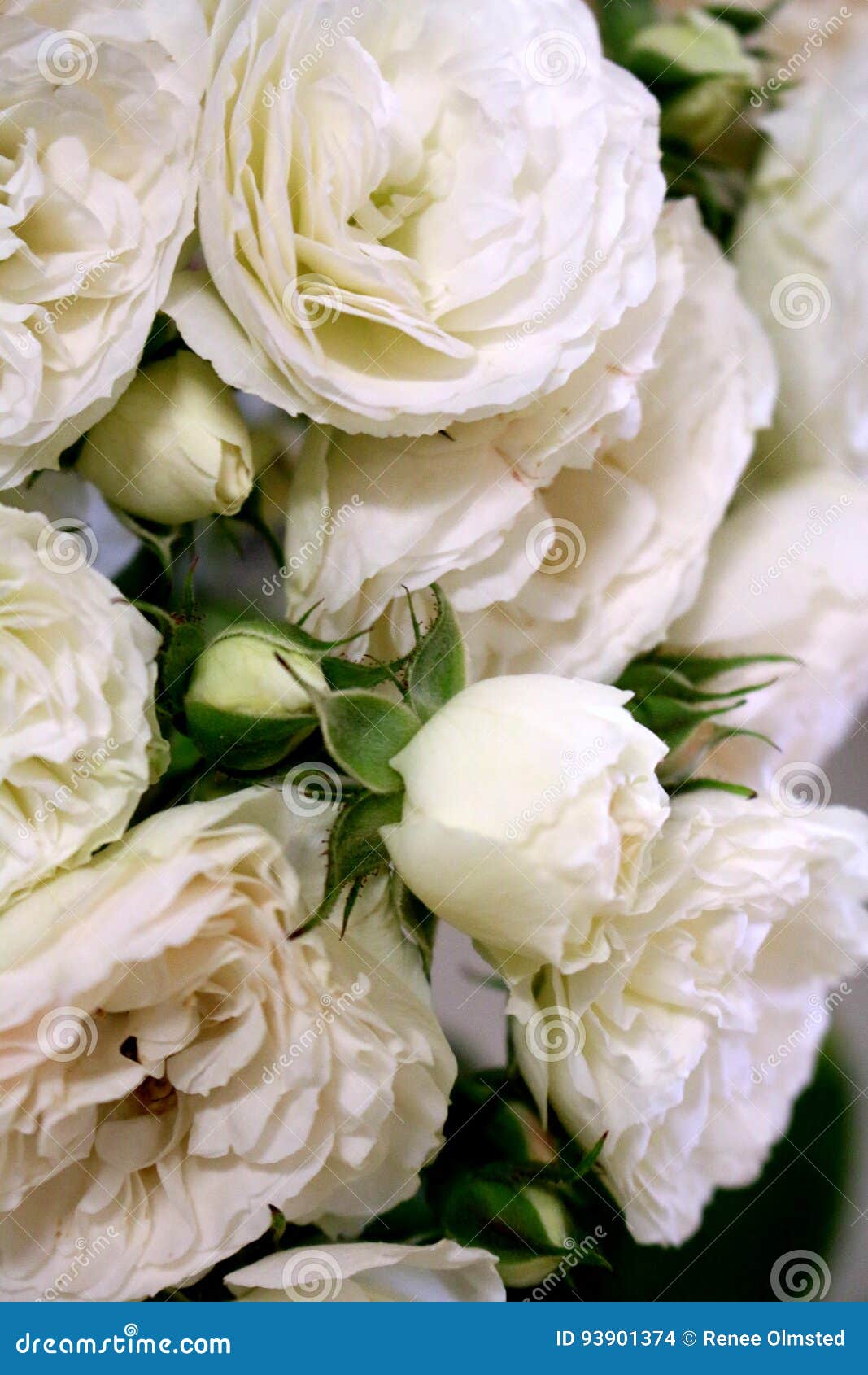 White roses in full bloom stock photo. Image of rose - 93901374