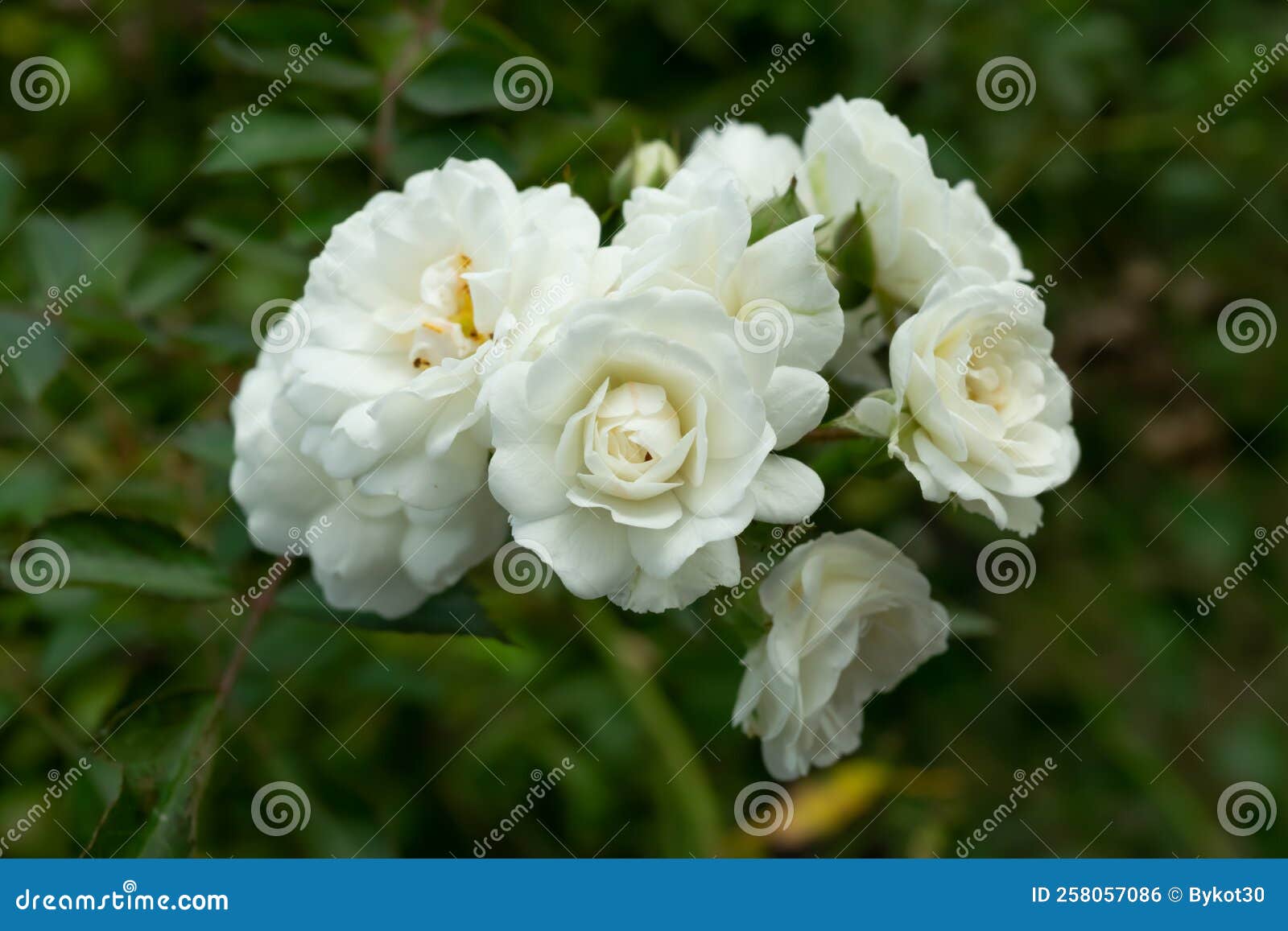 White Roses in the Garden, Close-up. Spring Flowering. Floral ...