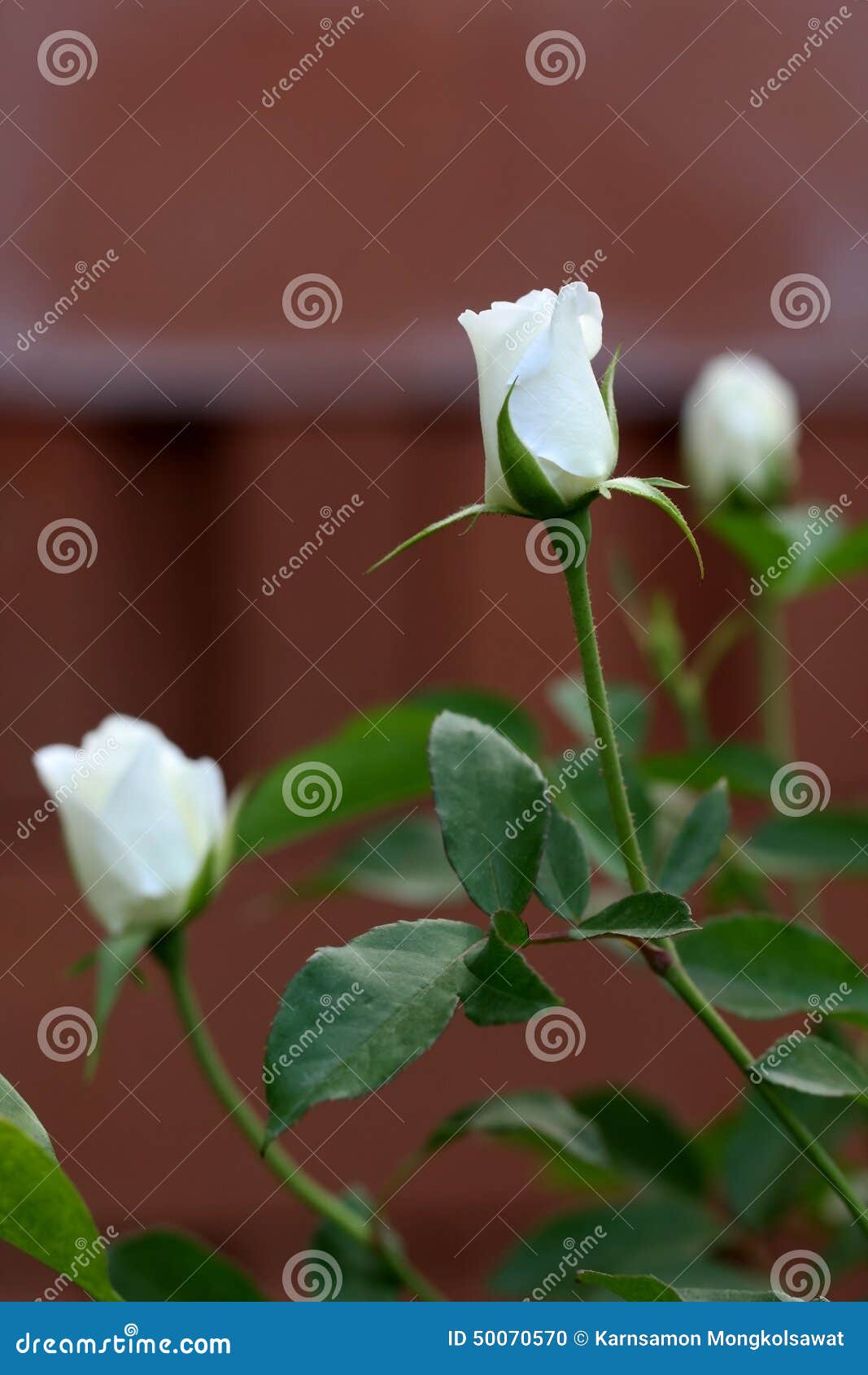 White roses in garden. stock photo. Image of glow, bunch - 50070570