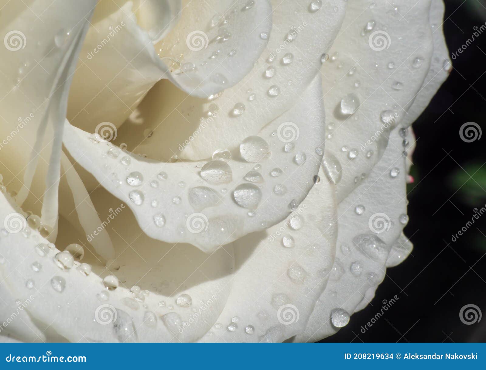 White Roses in the Garden with Raindrops Stock Photo - Image of closeup ...