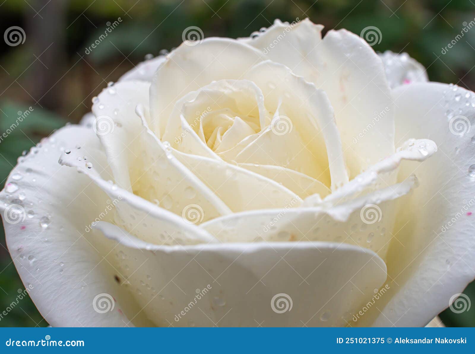White Roses in the Garden with Raindrops Stock Image - Image of natural ...