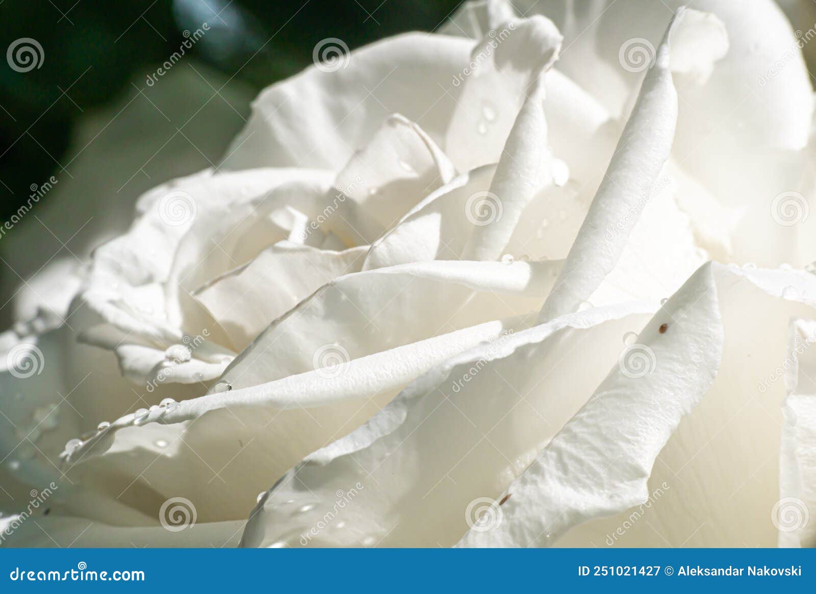 White Roses in the Garden with Raindrops Stock Image - Image of ...
