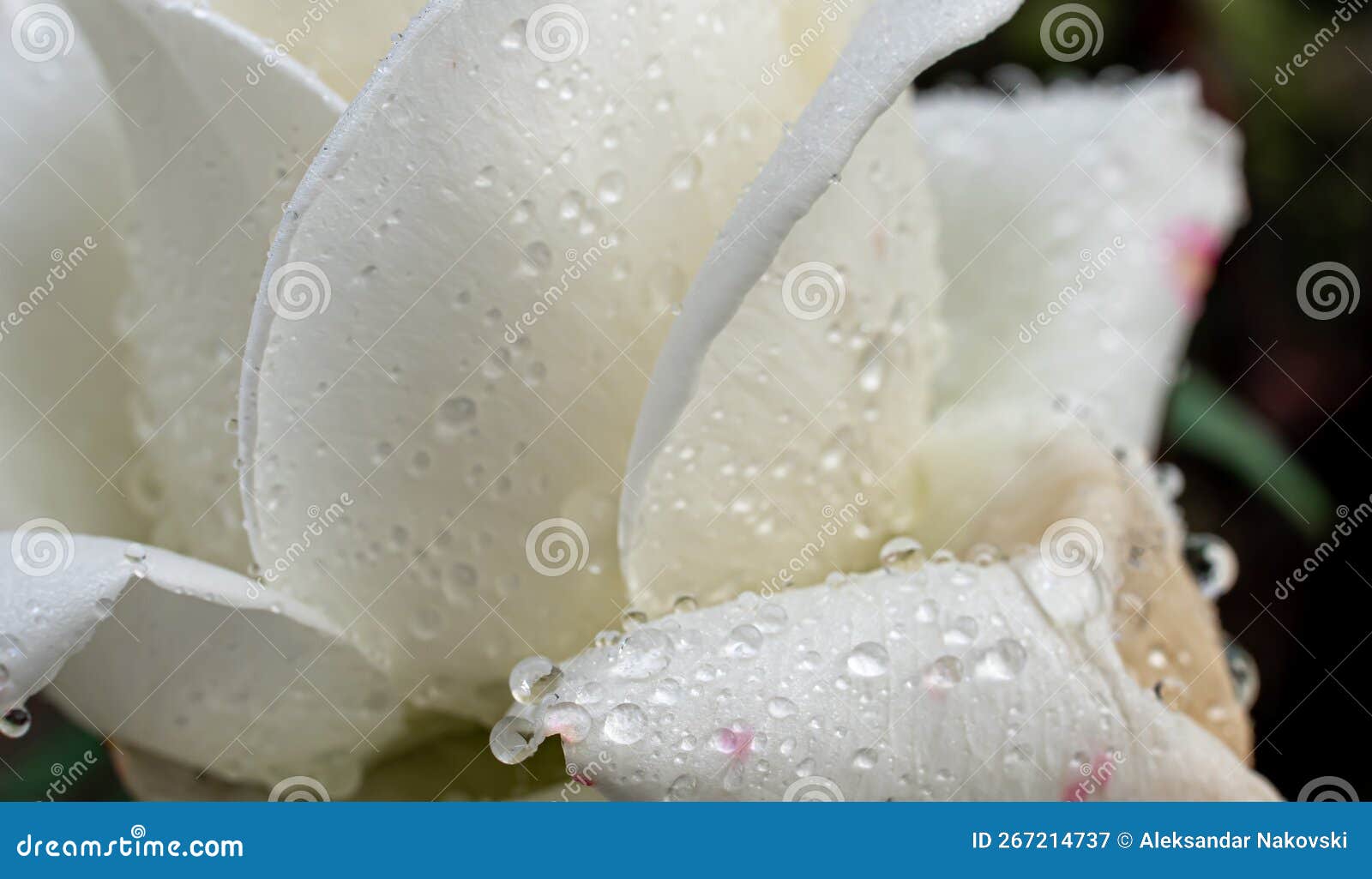 White Roses in the Garden with Raindrops Stock Image - Image of ...