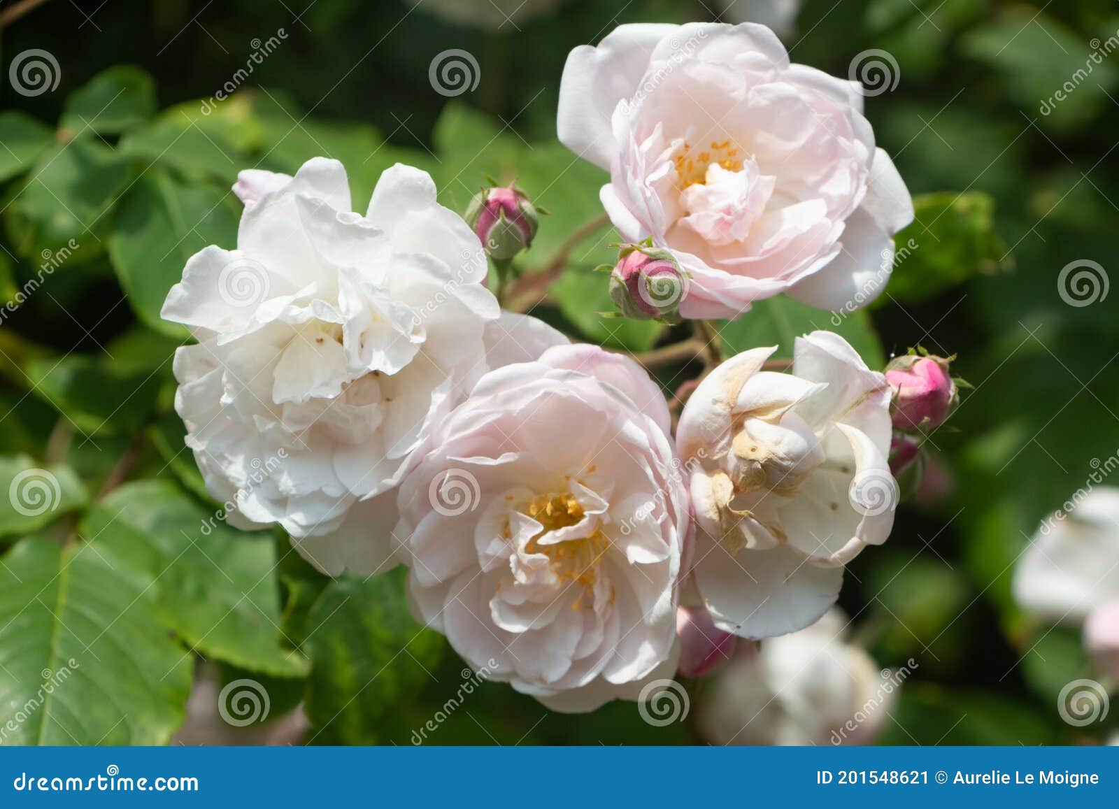 White roses in a garden stock image. Image of outside - 201548621
