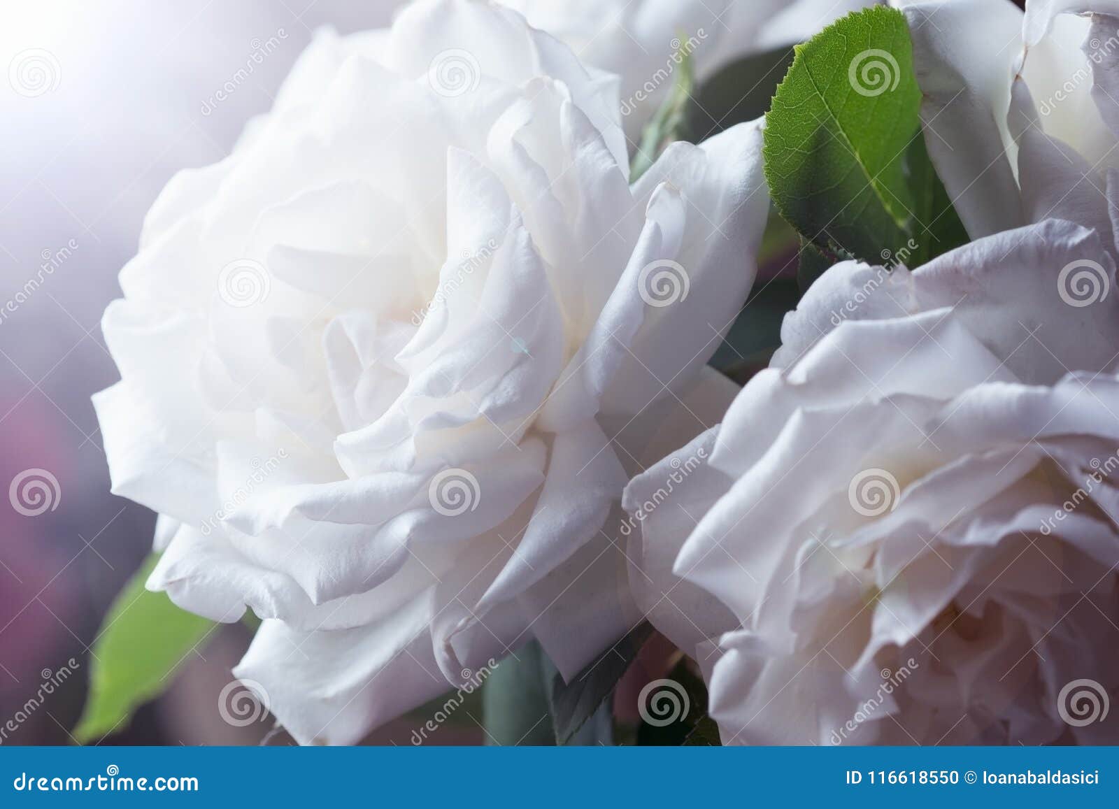 White roses in the garden stock photo. Image of rose - 116618550