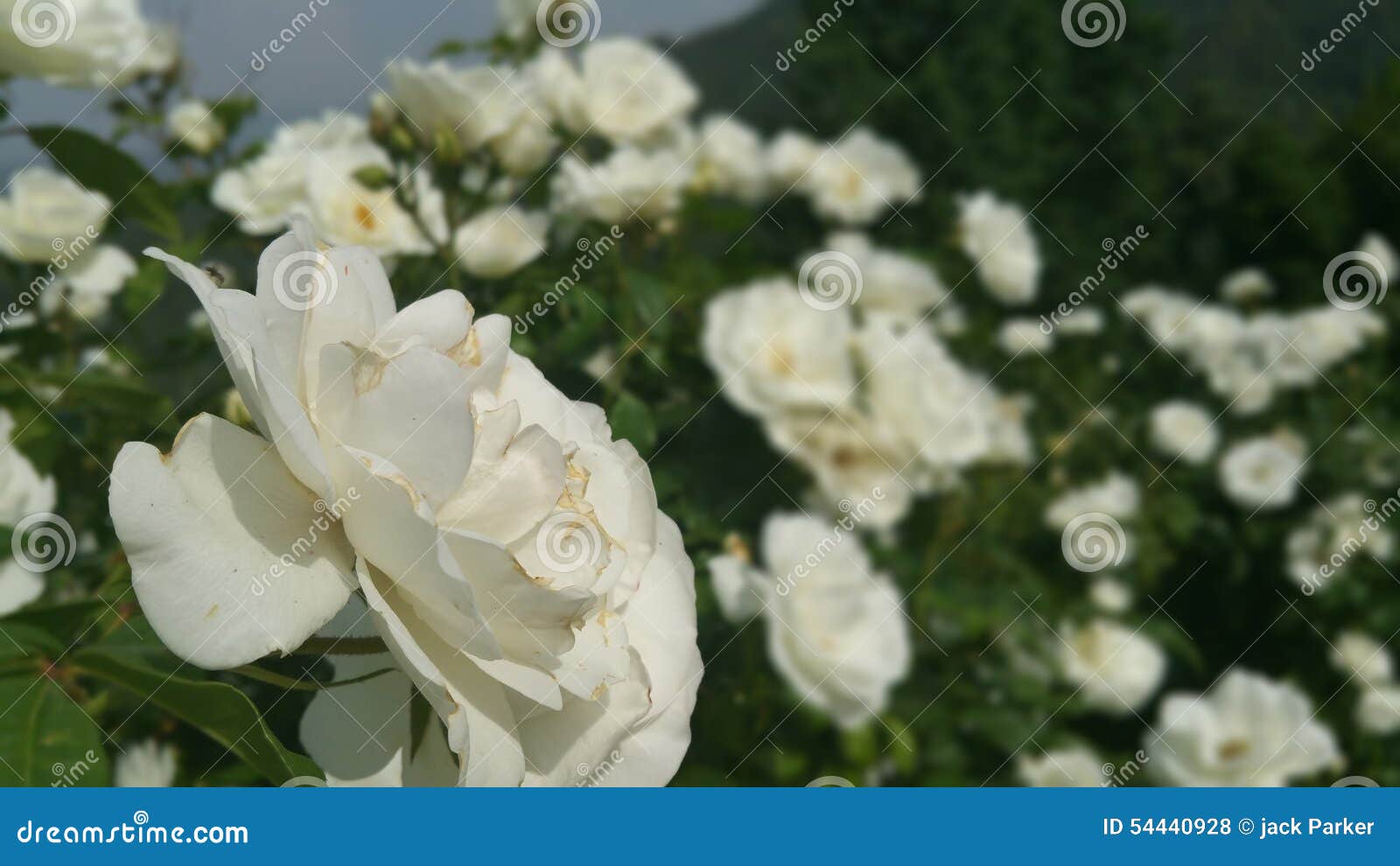 White roses editorial stock photo. Image of glorious - 54440928
