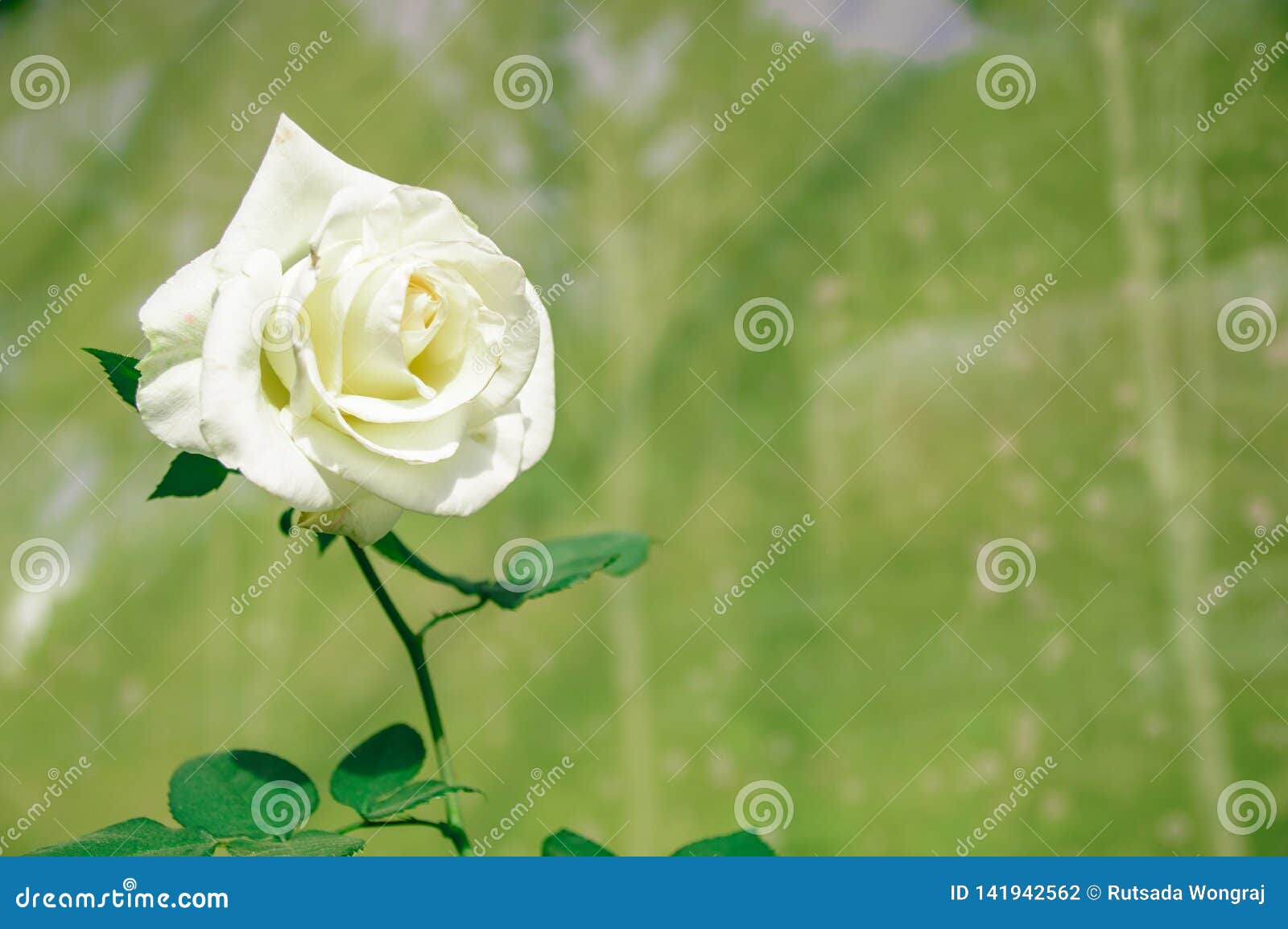 Close - Up Single Beautiful White Roses Stock Photo - Image of floral ...