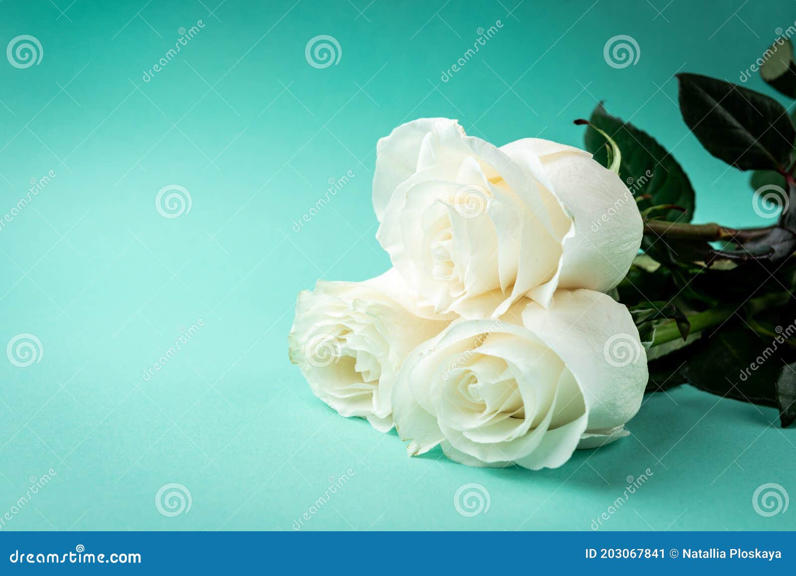 White Roses on Green Background Stock Image - Image of blossom, color ...