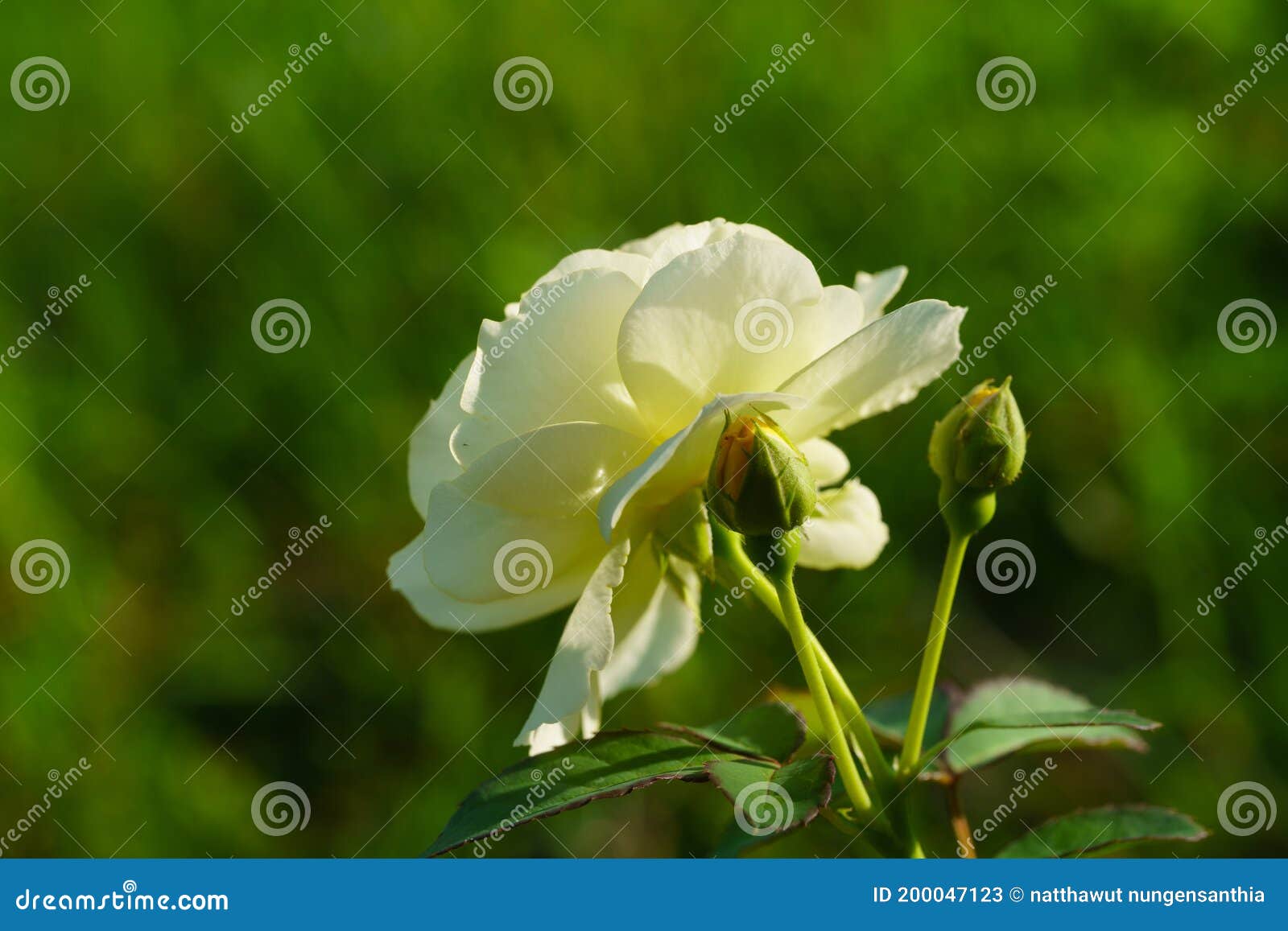 White Roses on Green Background Wallpaper Stock Image - Image of ...
