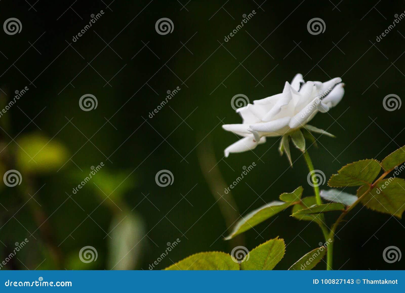 A White Roses on a Green Background. Stock Image - Image of closeup ...