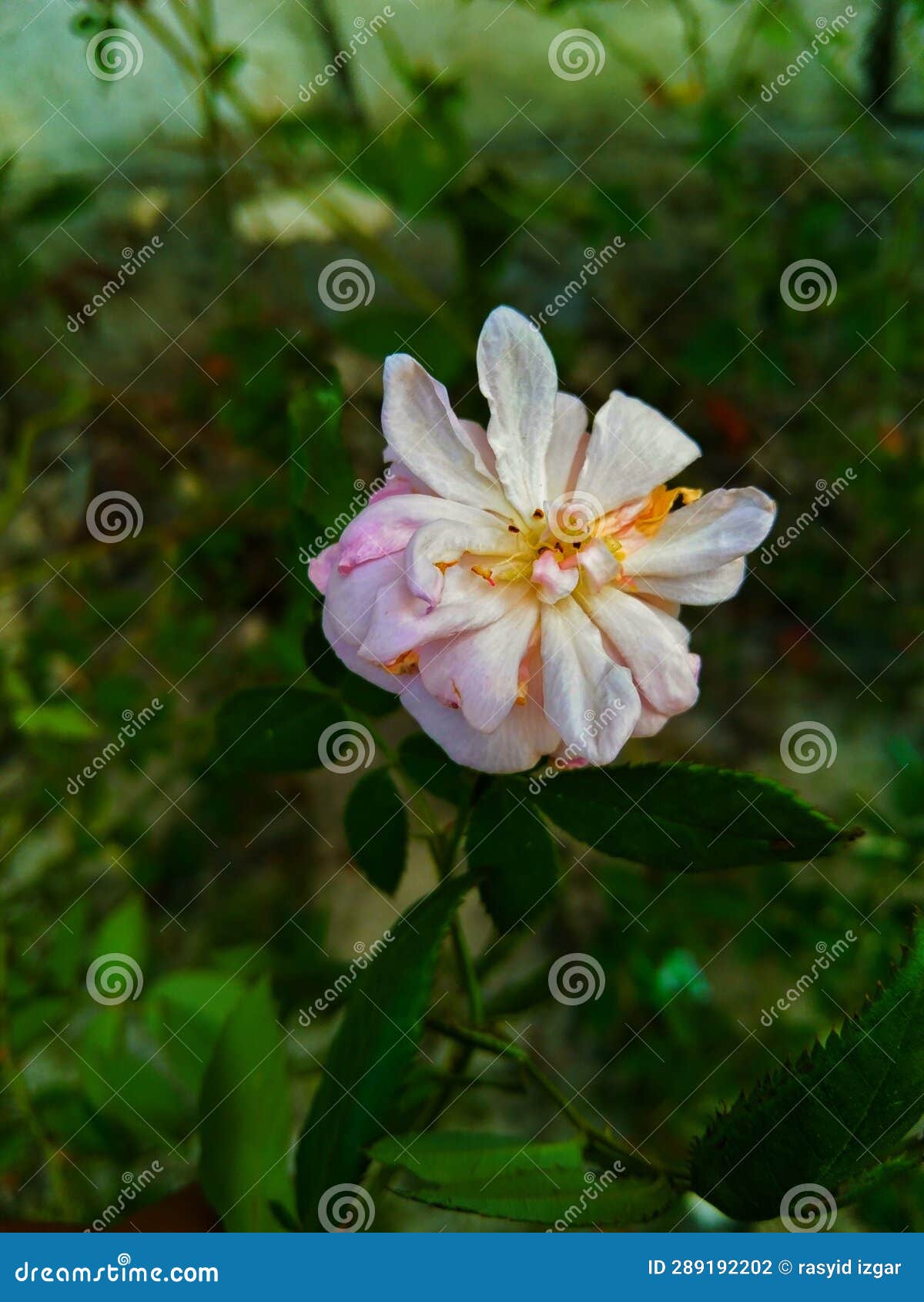 White Roses that Grow Wild on the Road Stock Photo - Image of wild ...