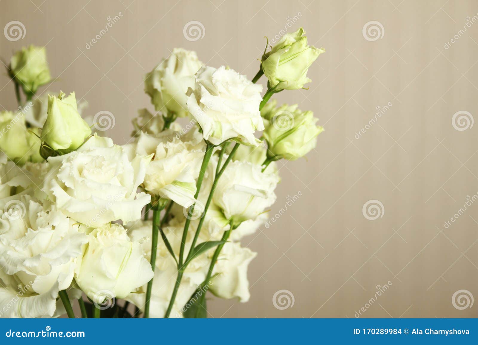 White Roses in the Interior Stock Photo - Image of plants, design ...
