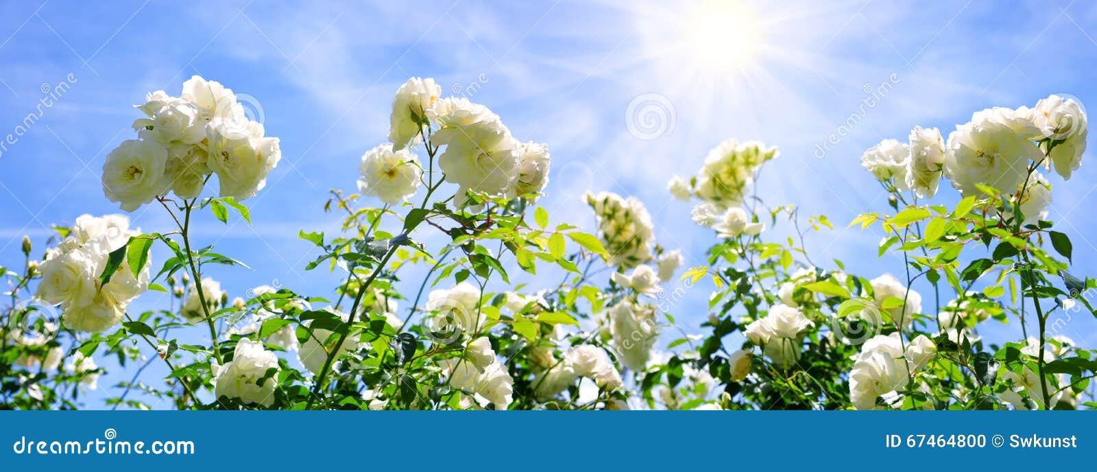White Roses Isolated on Blue Sky. Stock Photo - Image of botany ...