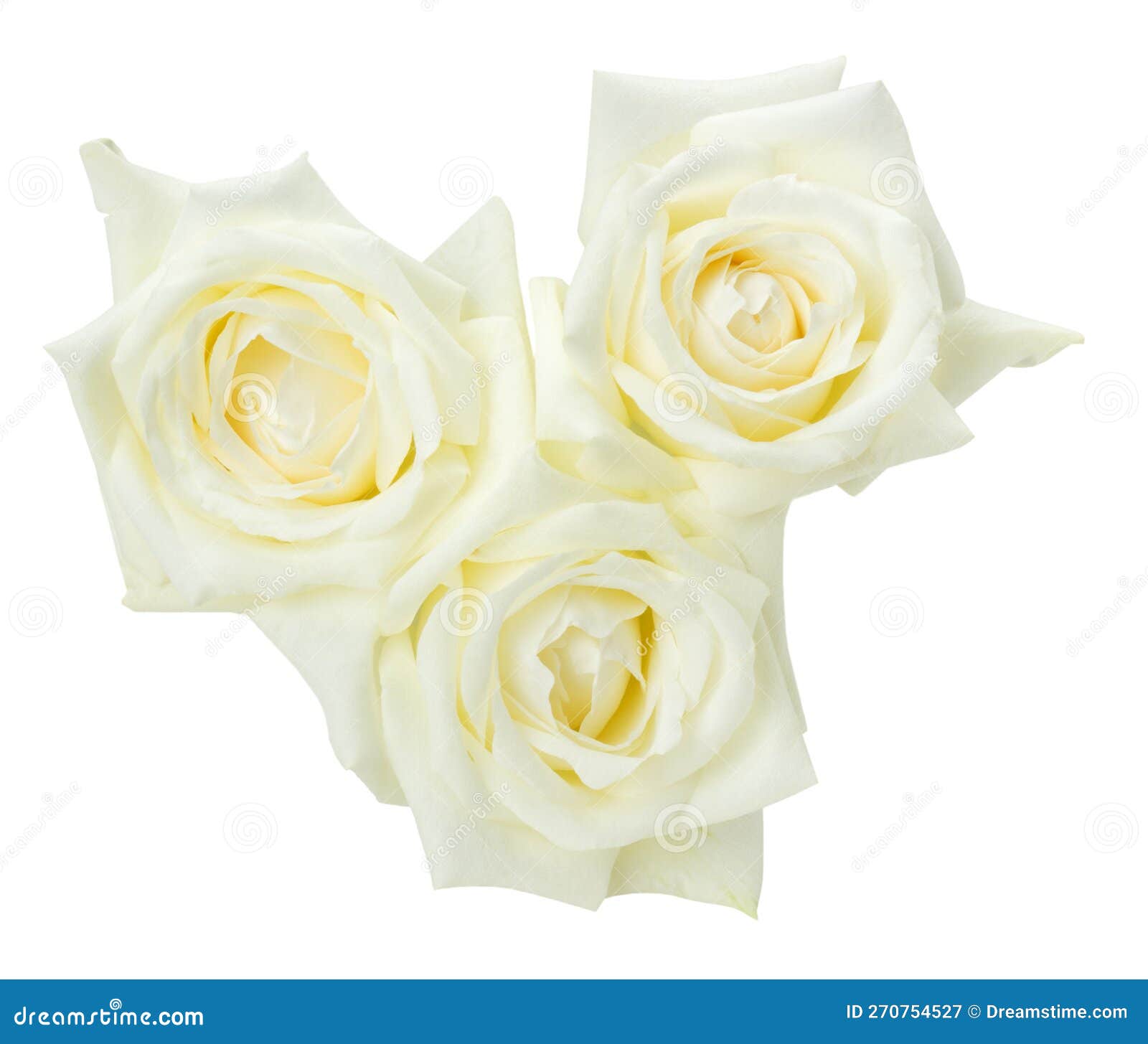 White Roses Isolated on the White Background Stock Image - Image of ...