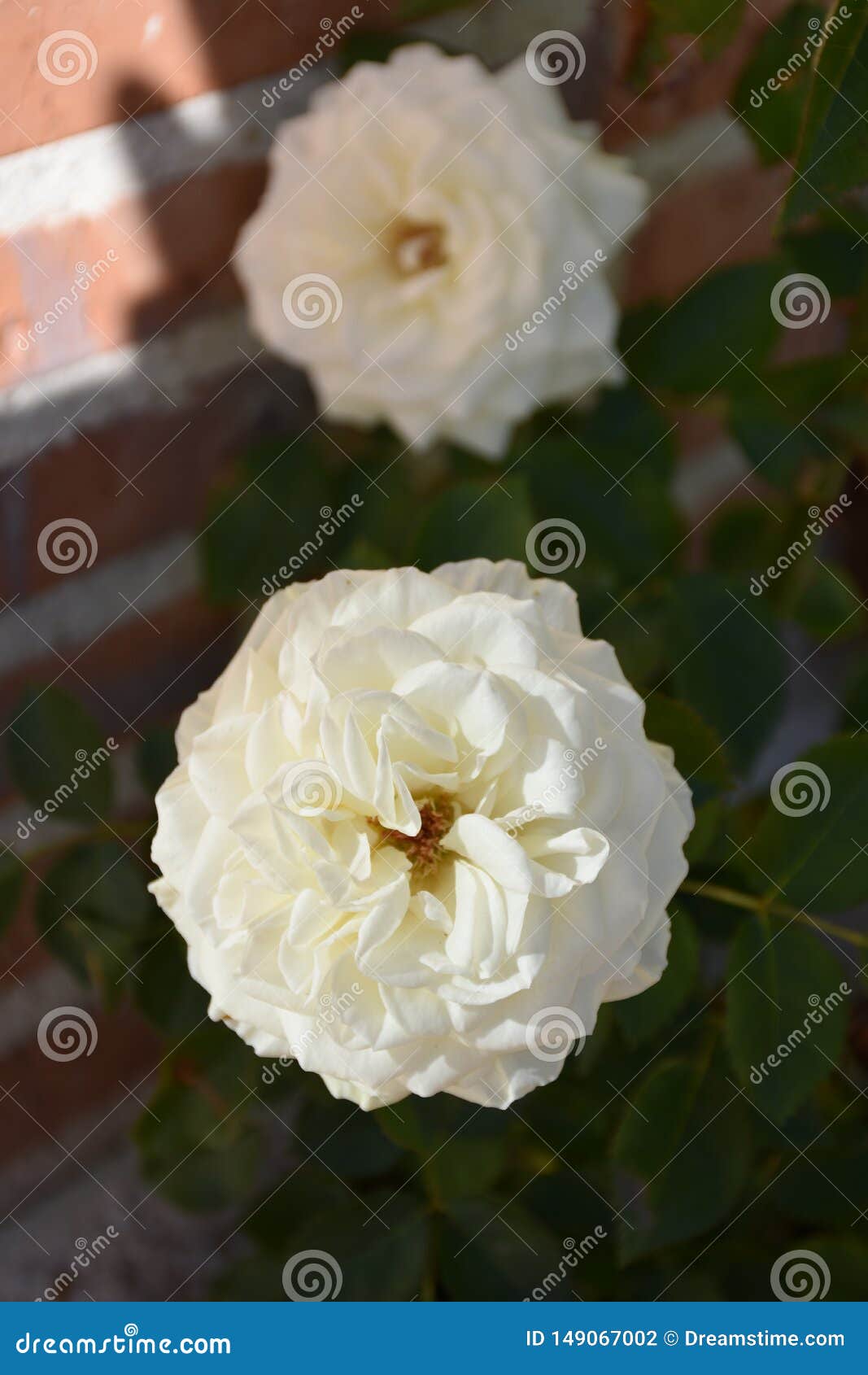 White roses and leaves stock photo. Image of white, background - 149067002