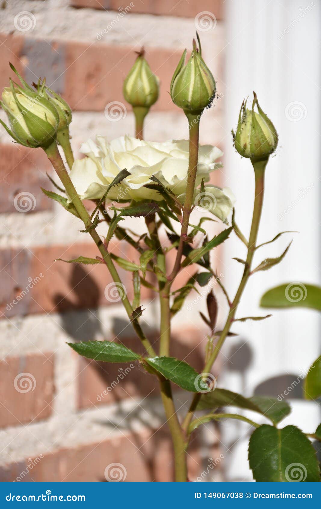 White roses and leaves stock photo. Image of leaves - 149067038