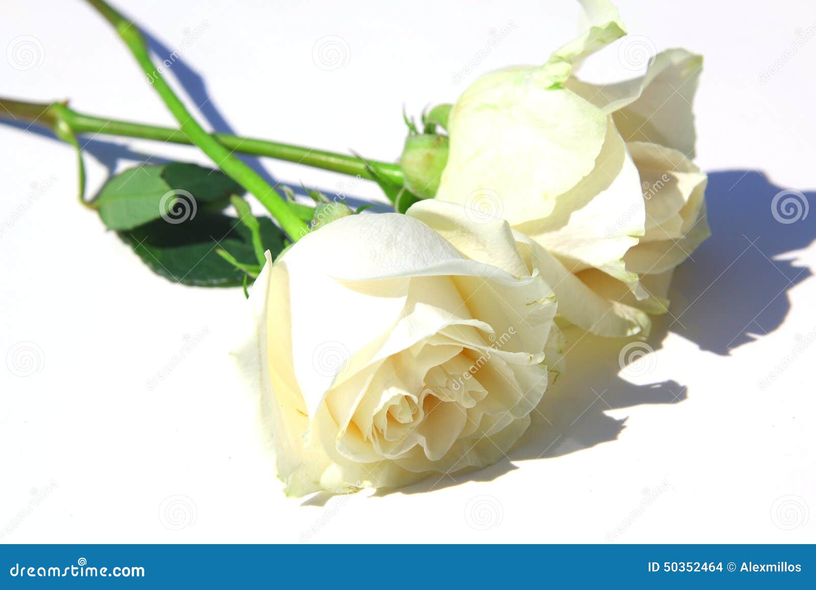 White Roses with Leaves and Stem Stock Photo - Image of valentine ...