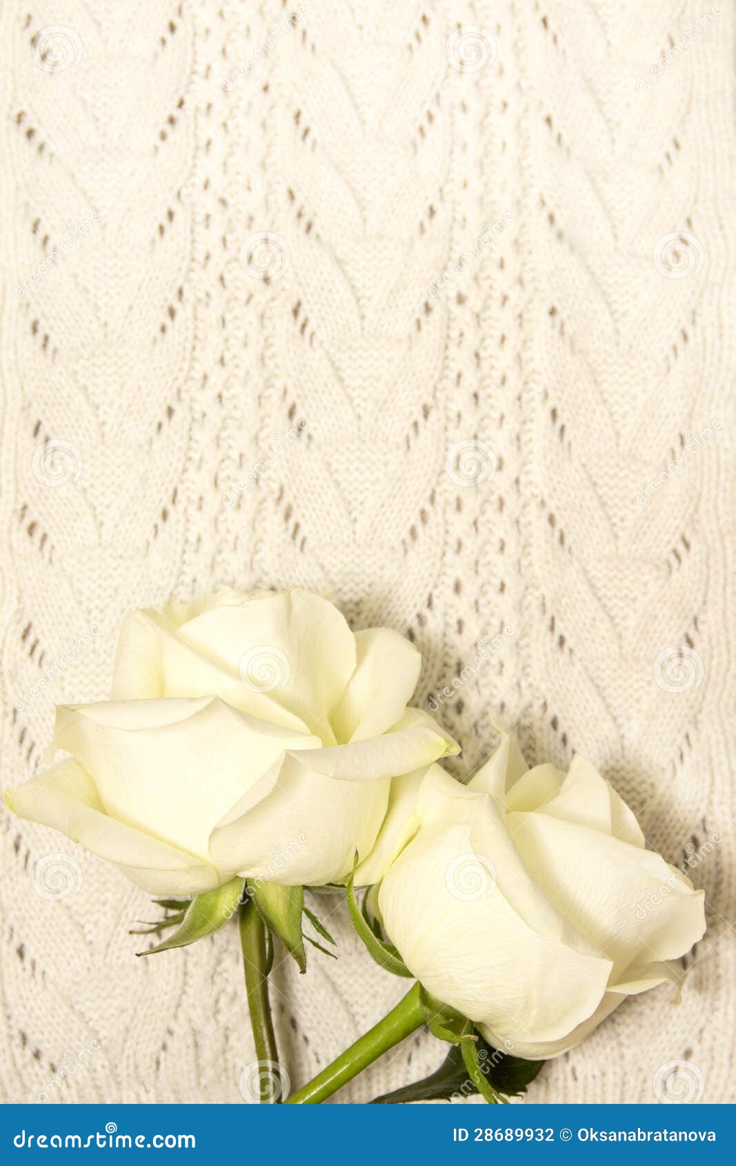 White Roses Over Knitted Texture Stock Photo - Image of pair, fresh ...