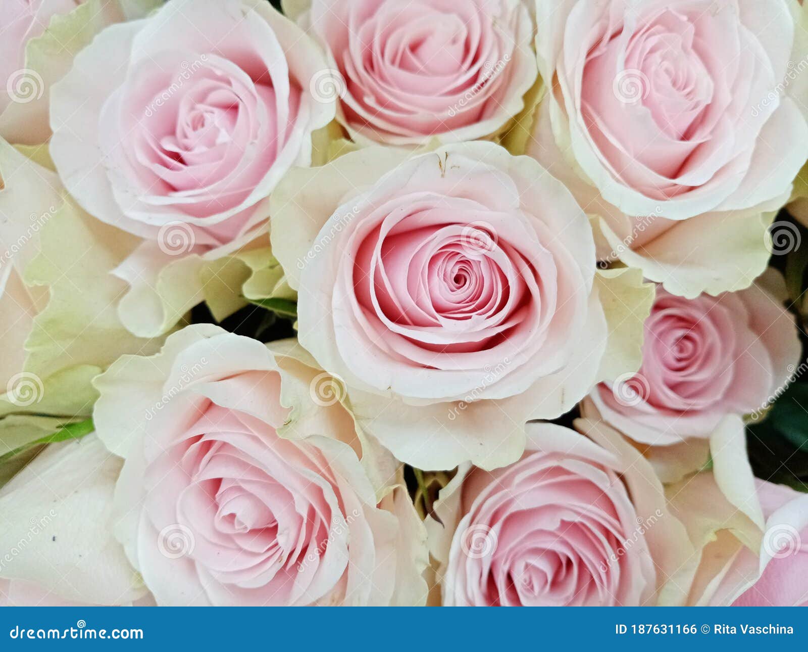 White Roses with Pink Center. Tender Bouquet Stock Photo - Image of ...