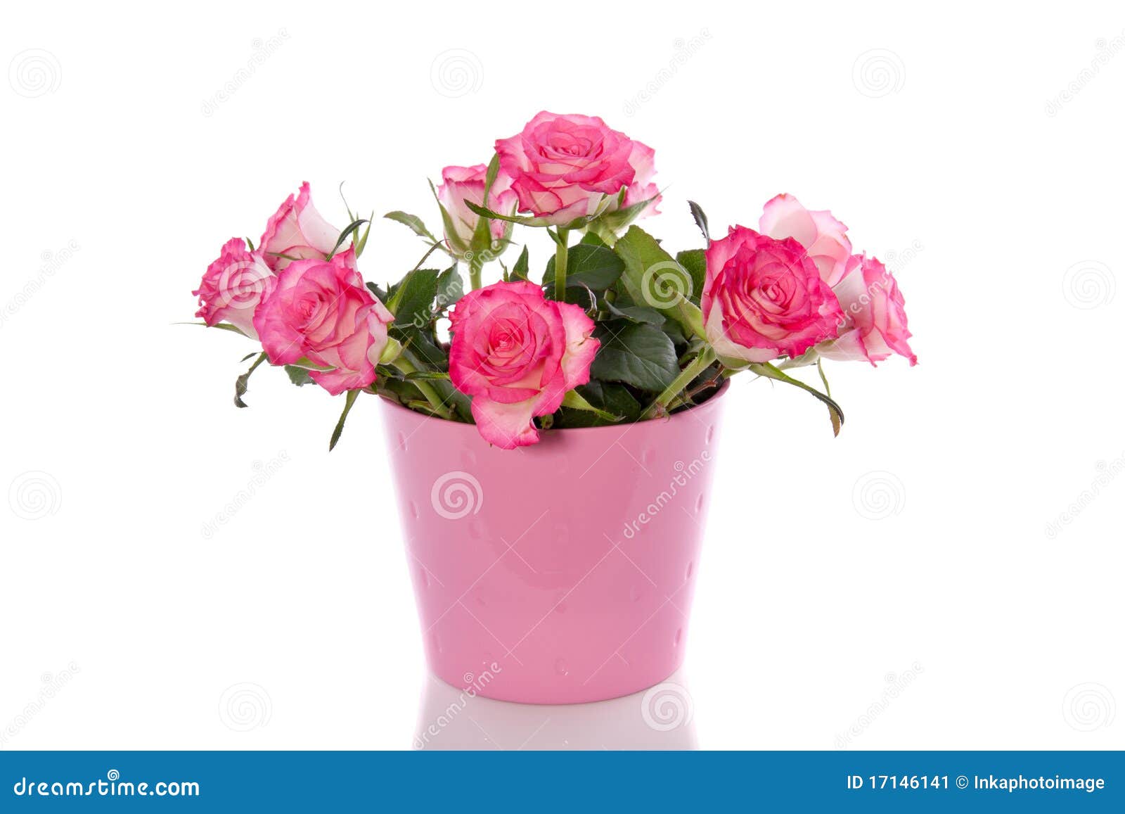 White Roses with Pink Edges Stock Image - Image of mother, beauty: 17146141