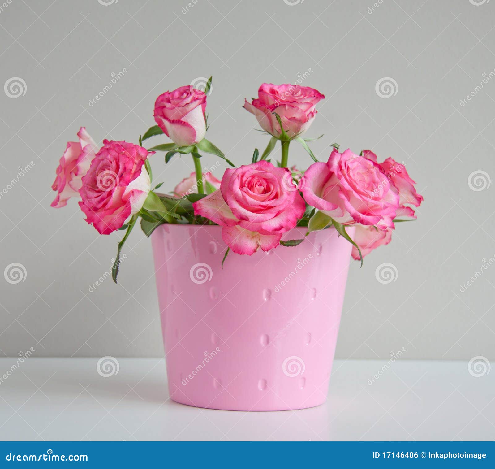 White Roses with Pink Edges Stock Photo - Image of greeting, nature ...