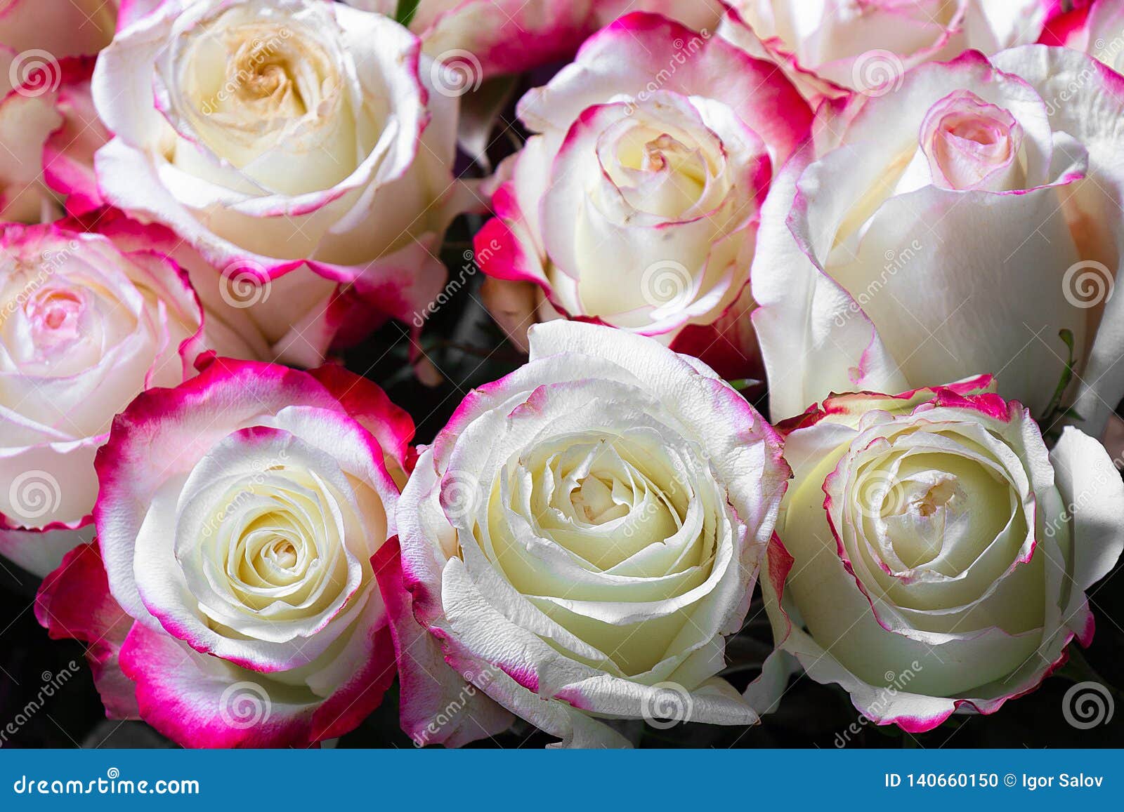 White Roses With Pink Tips Wallpaper