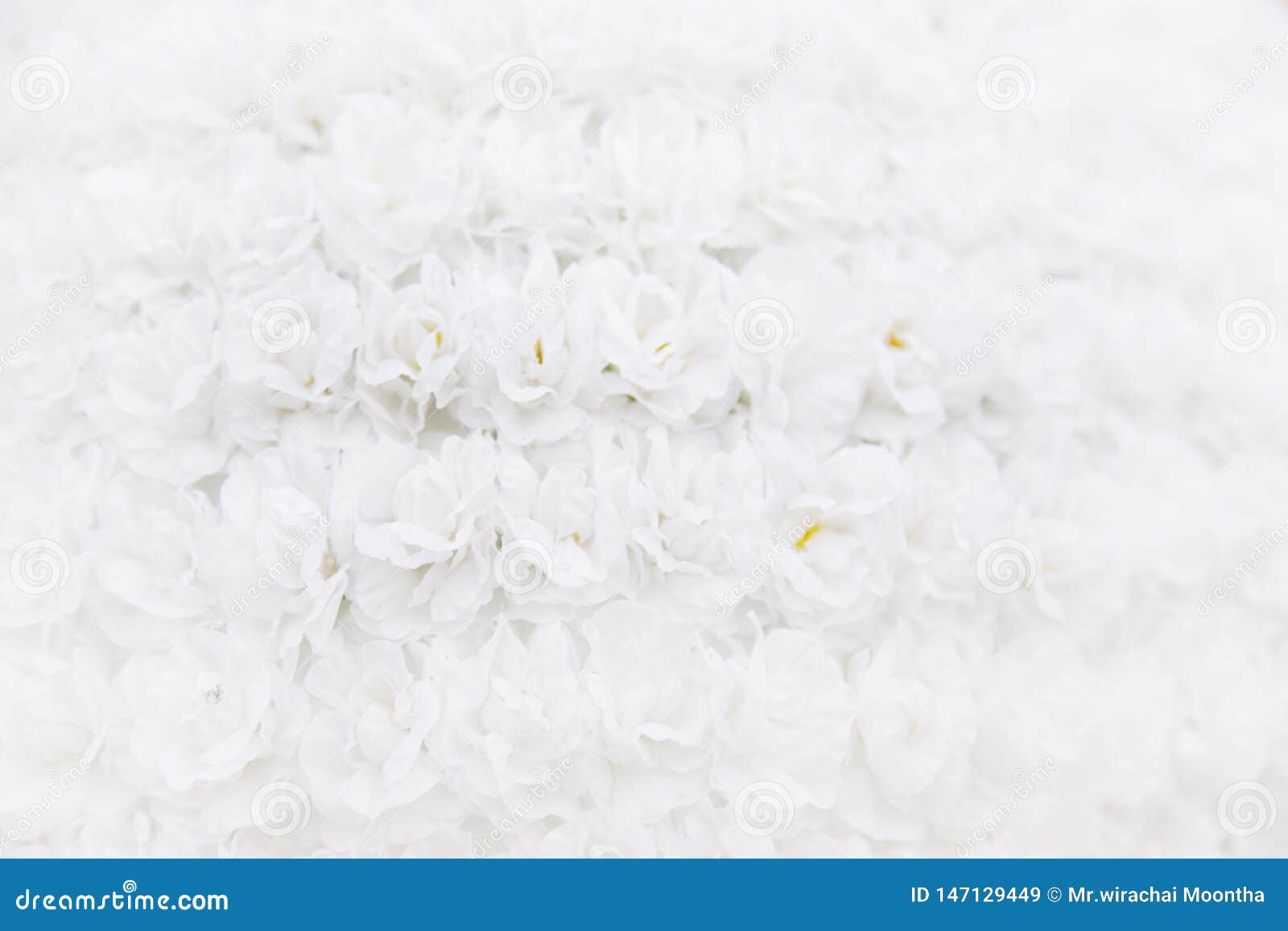 White Roses Placed As a Backdrop of Beautiful Flowers Stock Image ...