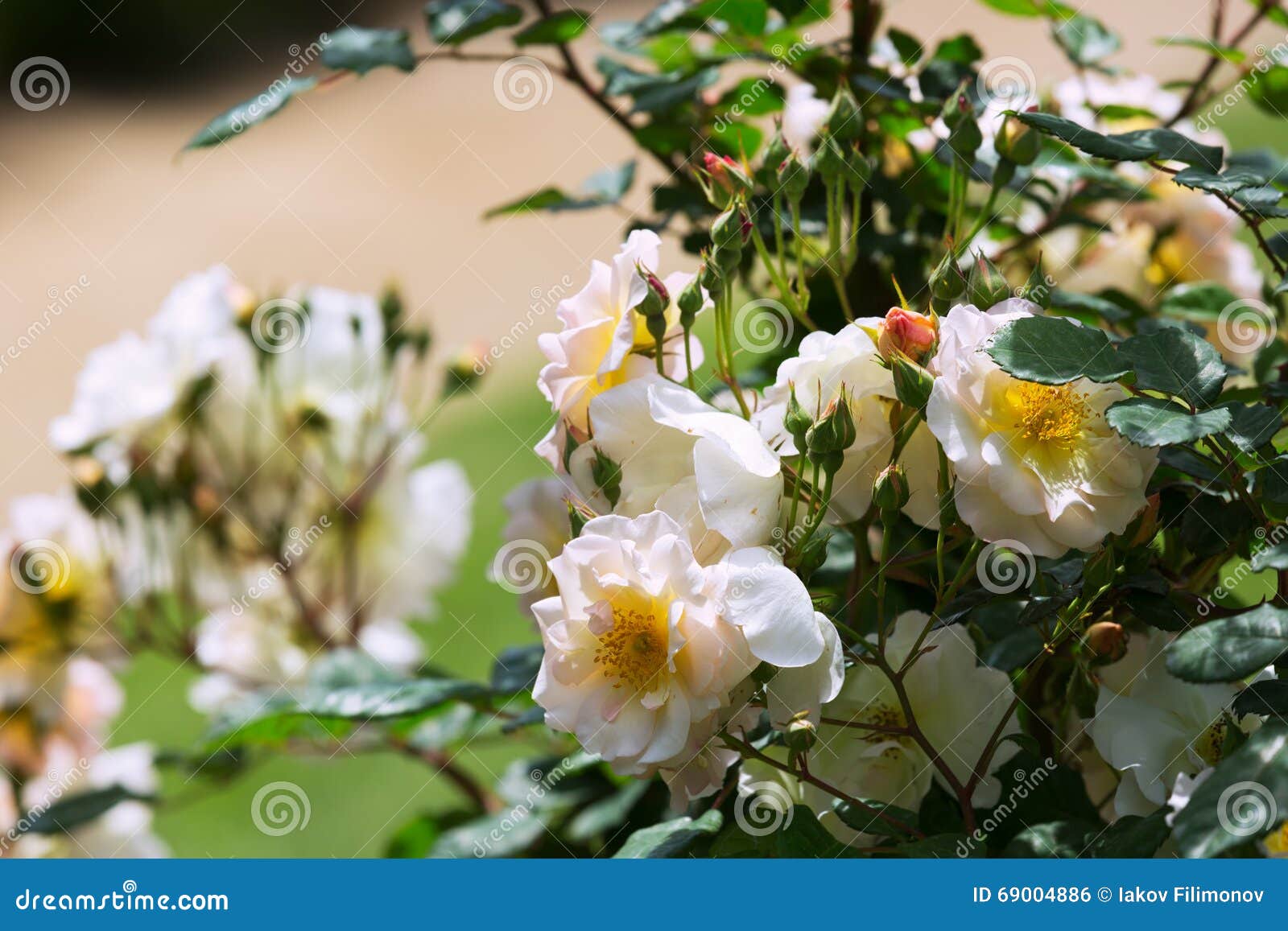 White roses plant stock photo. Image of horizontal, garden - 69004886