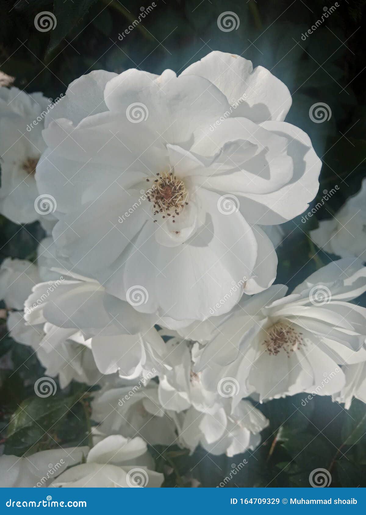 White roses pure ðŸ˜ stock image. Image of white, roses - 164709329