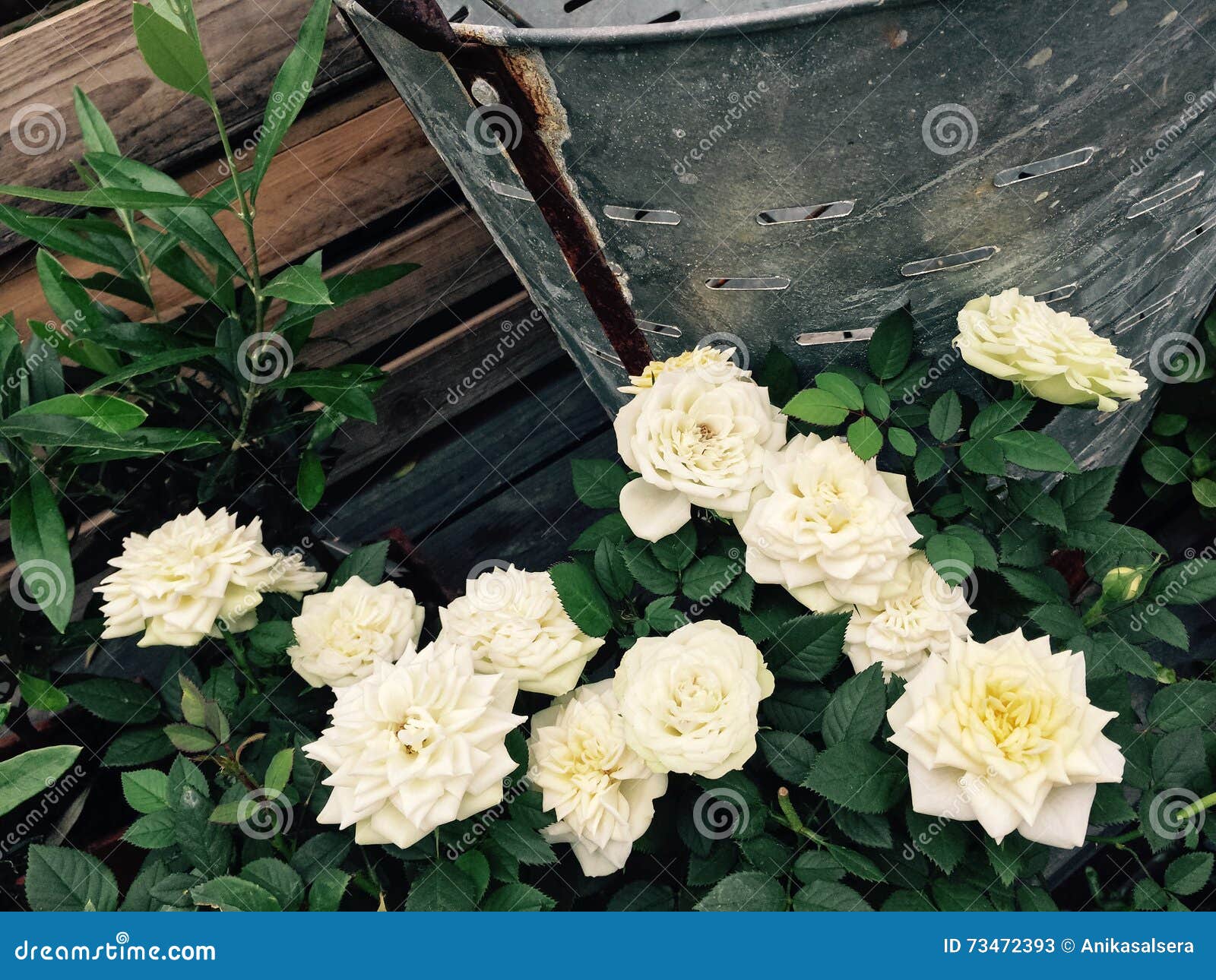 White Roses in the Retro Style Summer Garden Stock Image - Image of ...