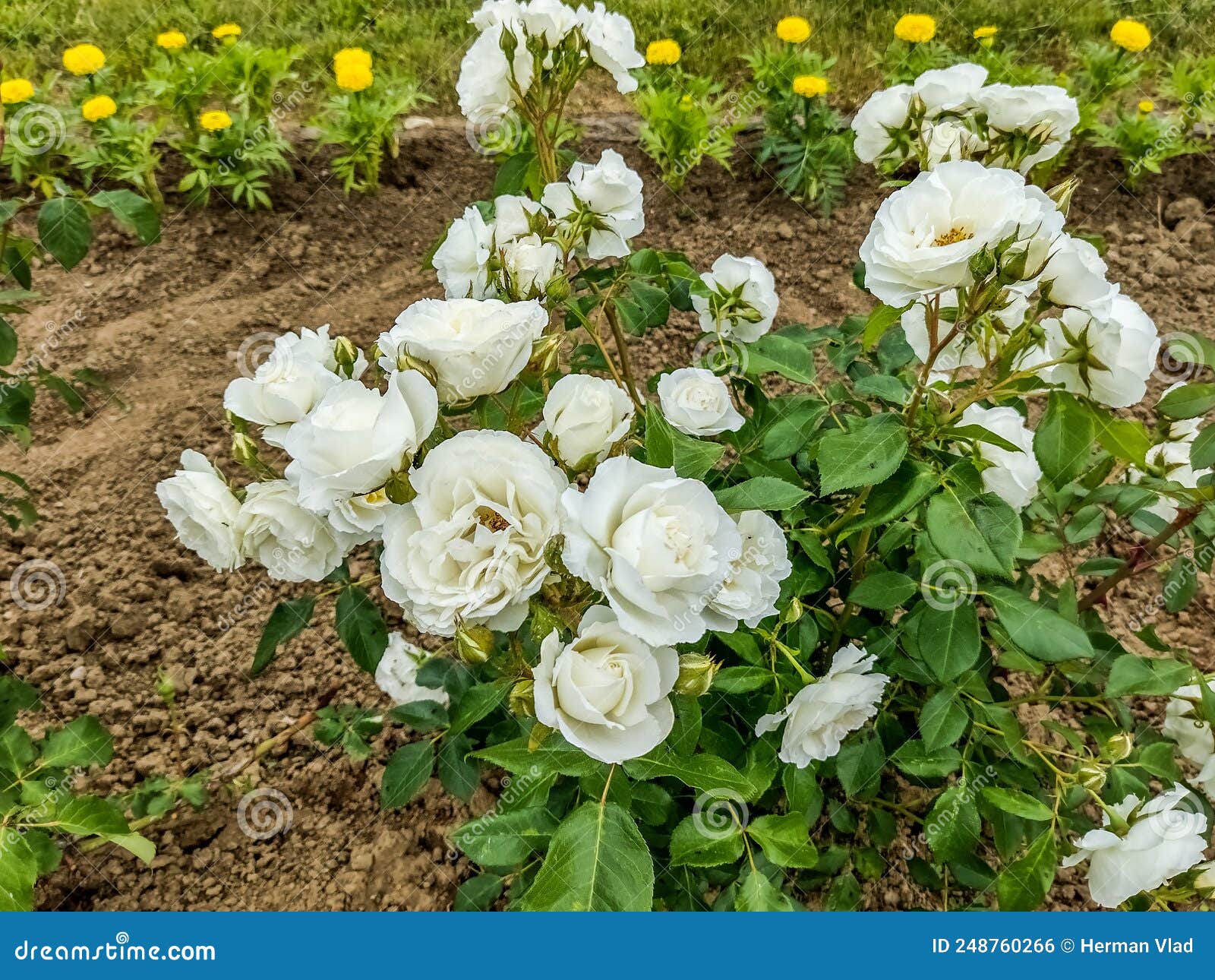 White Roses in Romania - Beautiful Flowers Stock Photo - Image of macro ...