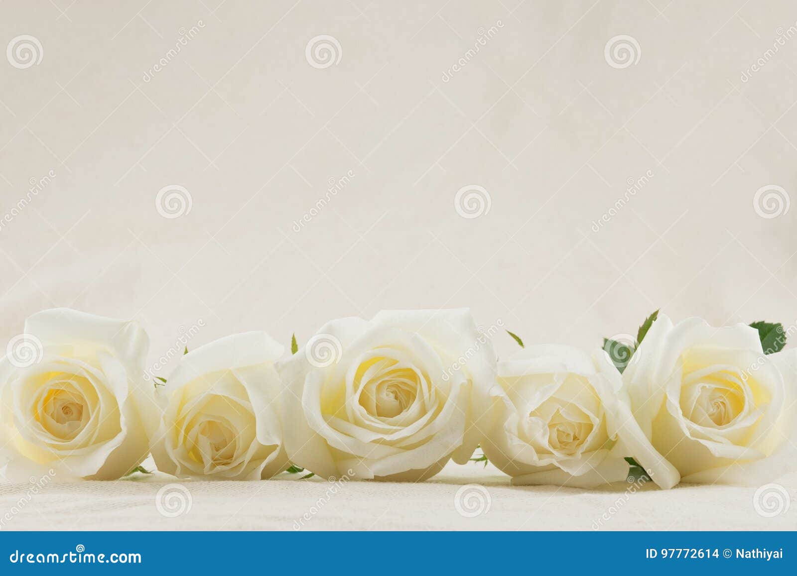 White roses from side view stock photo. Image of view - 97772614