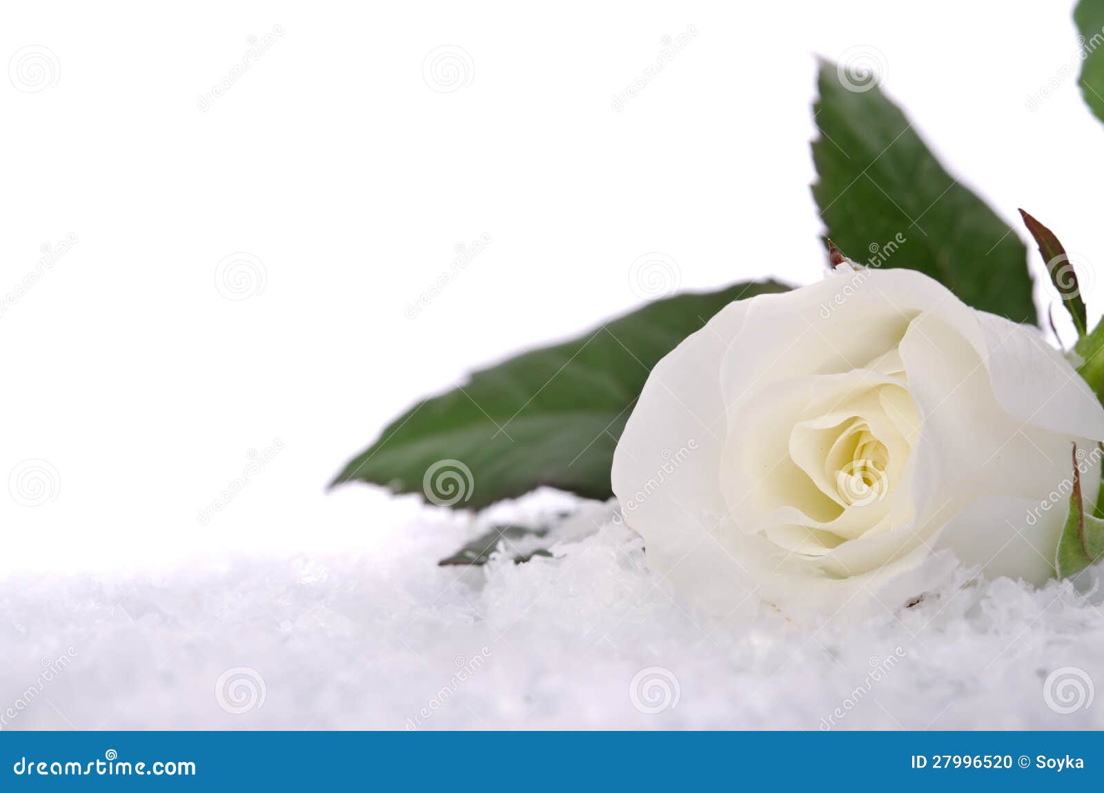 White Roses In The Snow Stock Photo - Image: 27996520